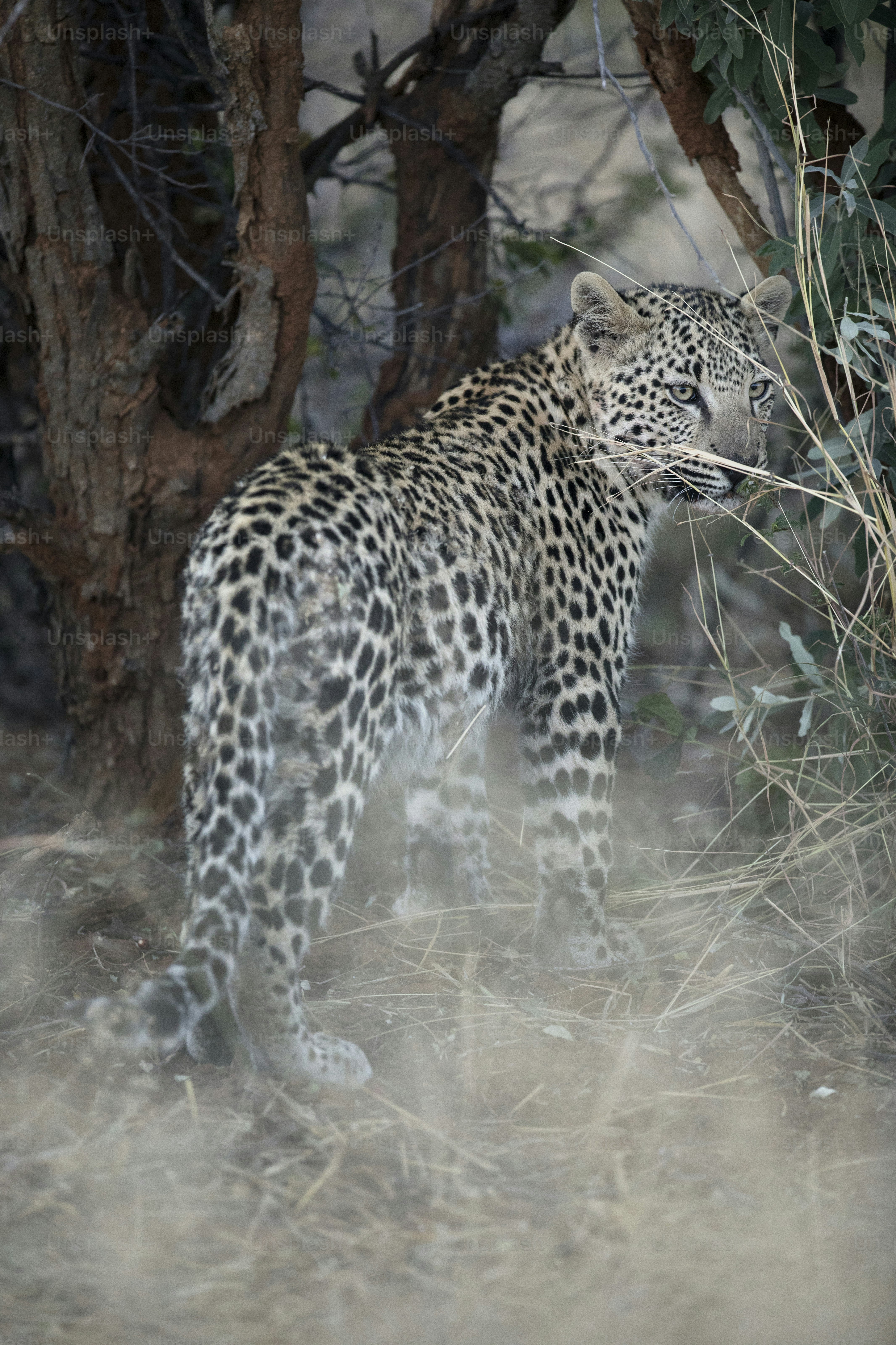 Leopard on a warthog kill in thick undergrowth. photo – Namibia Image ...