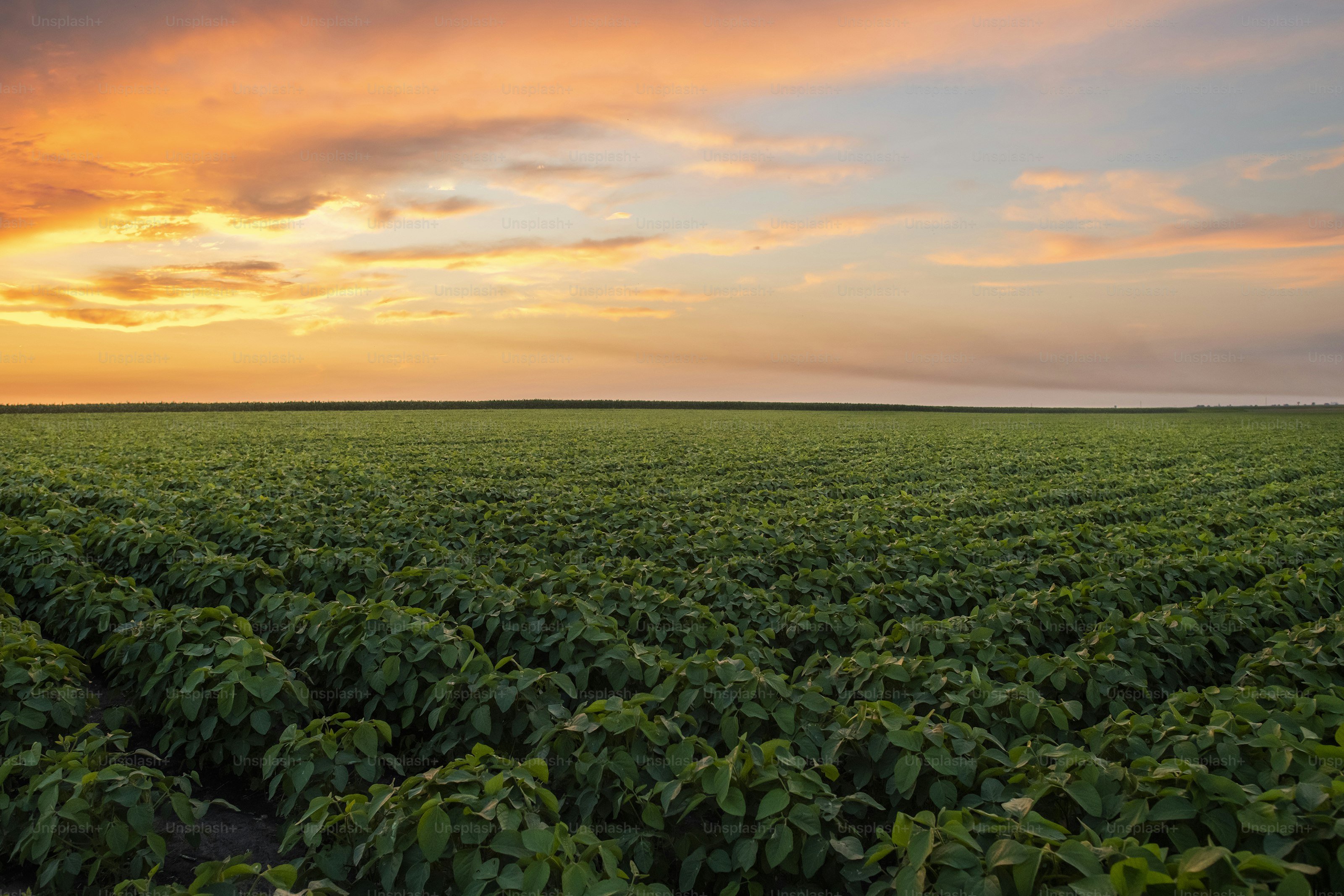 Open soybean field at sunset.Soybean field . photo – Land Image on Unsplash