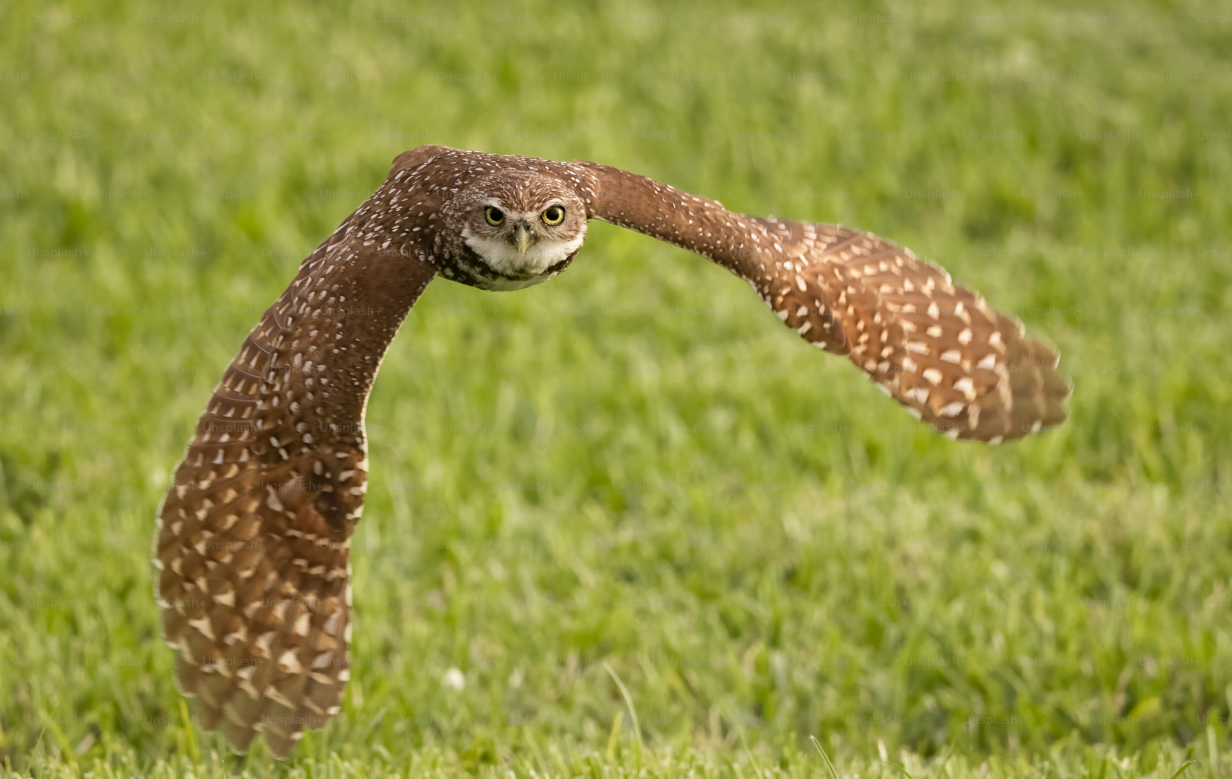 Owl Flying Pictures | Download Free Images on Unsplash