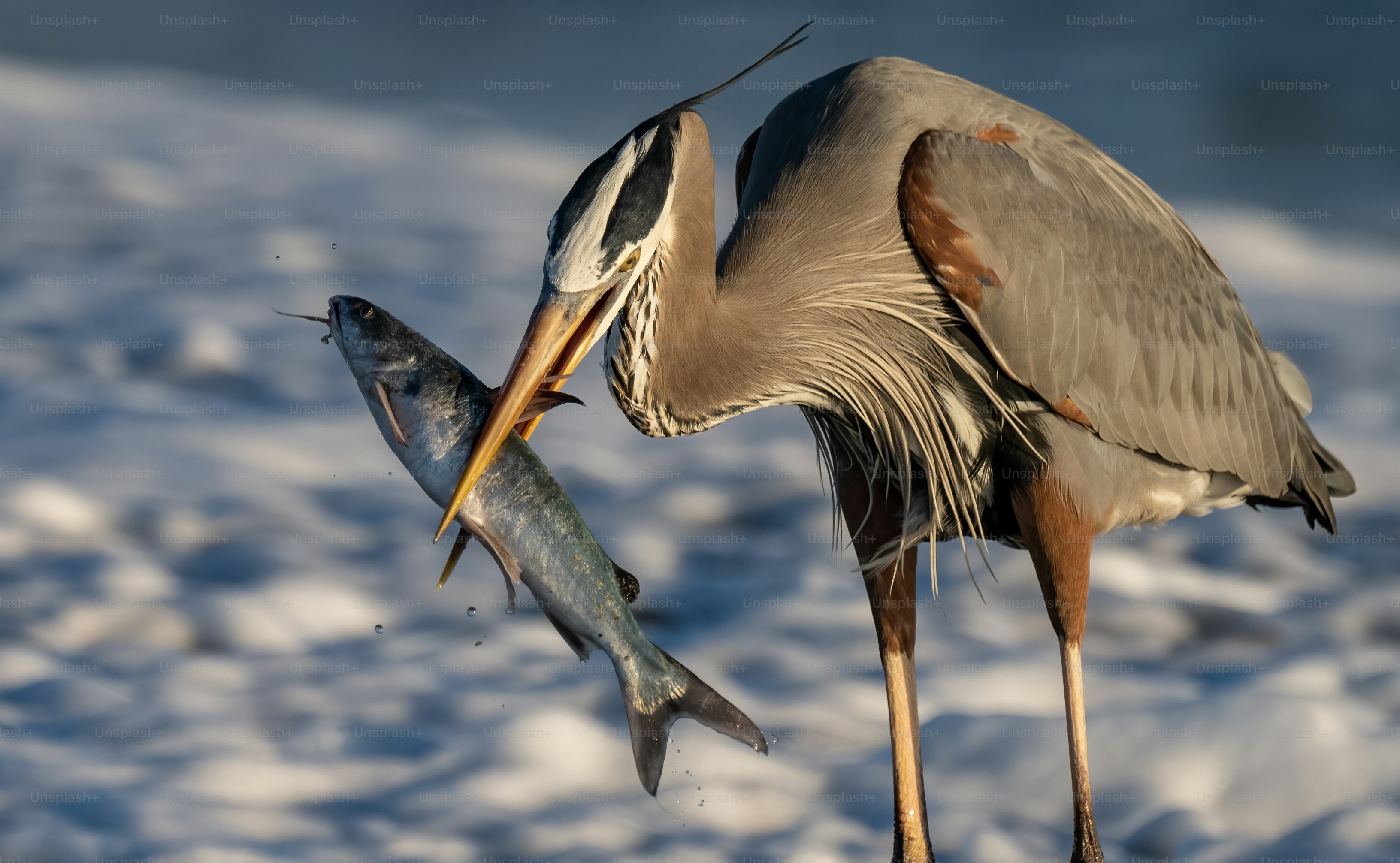 Un gran retrato de garza azul. foto – Imagen de Garza azul en Unsplash