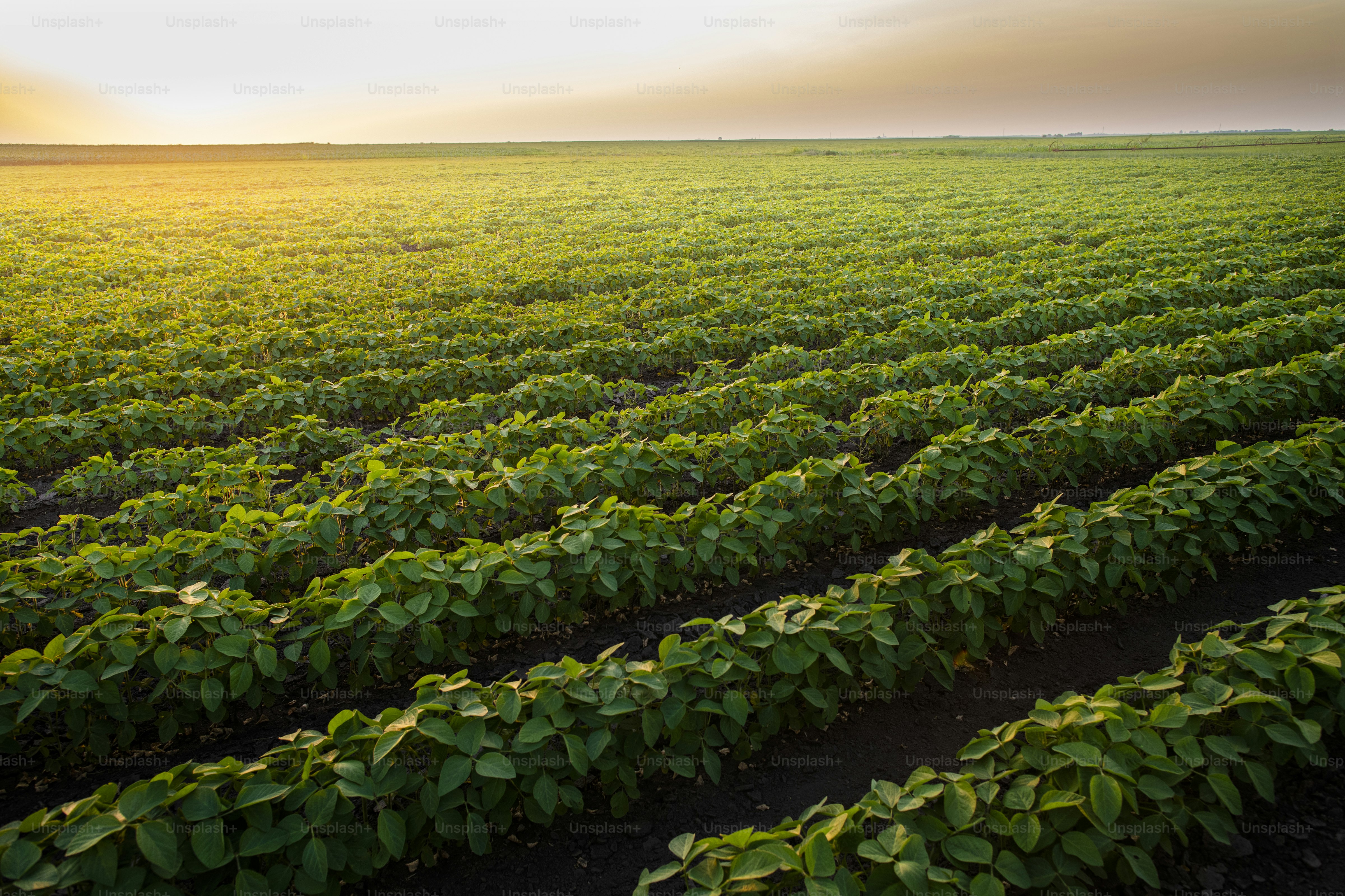 Open soybean field at sunset.Soybean field . photo – Nature Image on ...