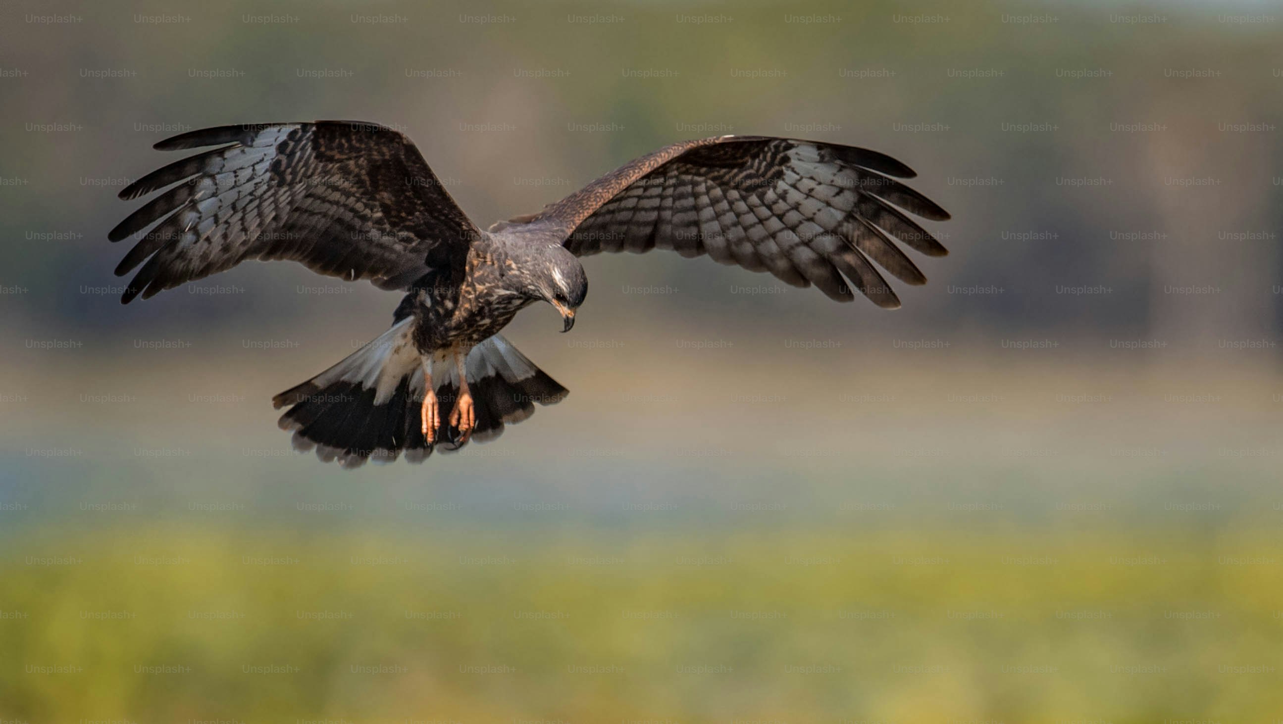 A snail kite in southern Florida photo – Animal Image on Unsplash