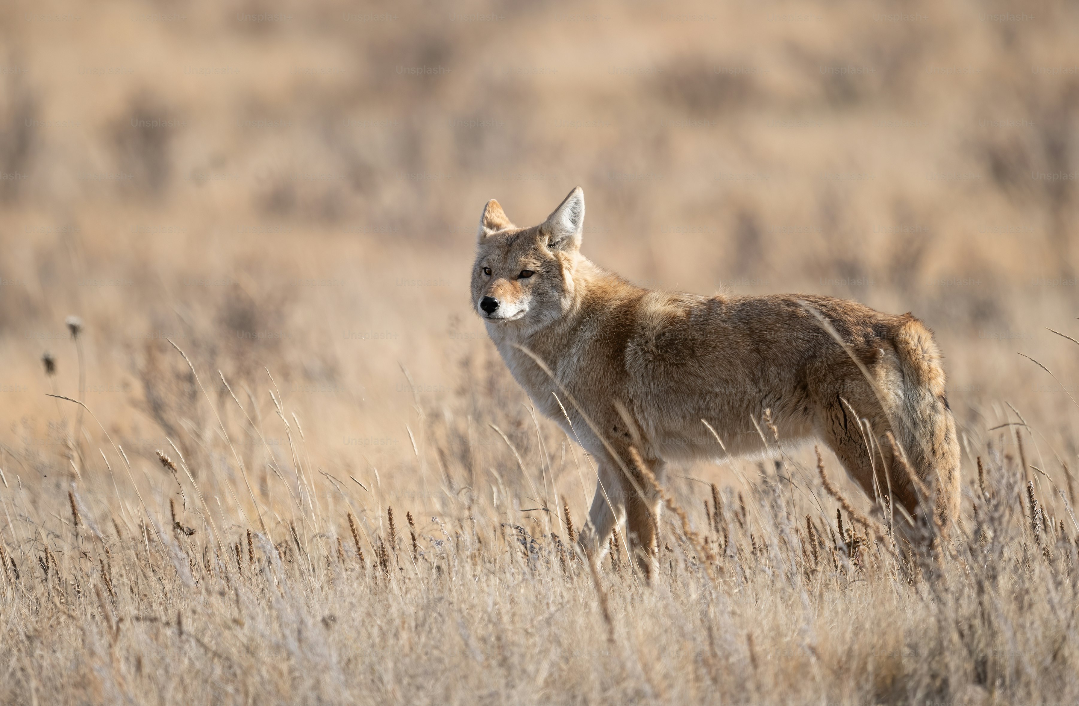 A coyote in Banff, Canada. photo – Wolf Image on Unsplash