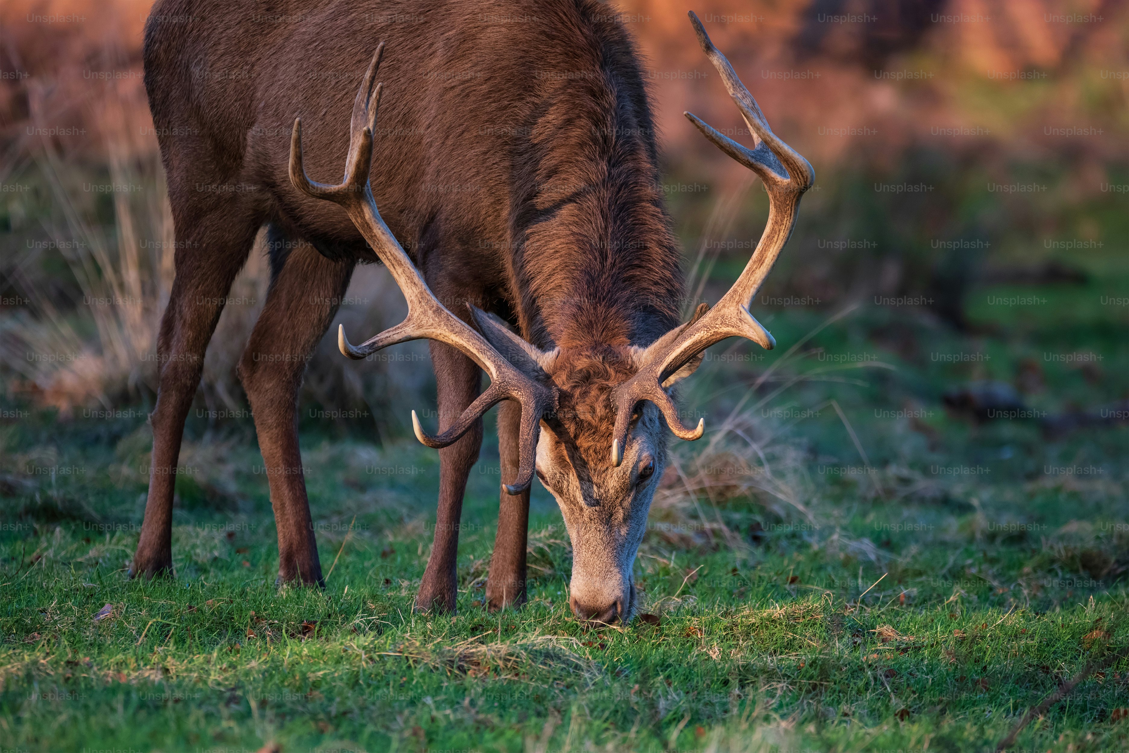 Foto de Hermoso retrato del ciervo rojo solitario Cervus Elaphus en la ...