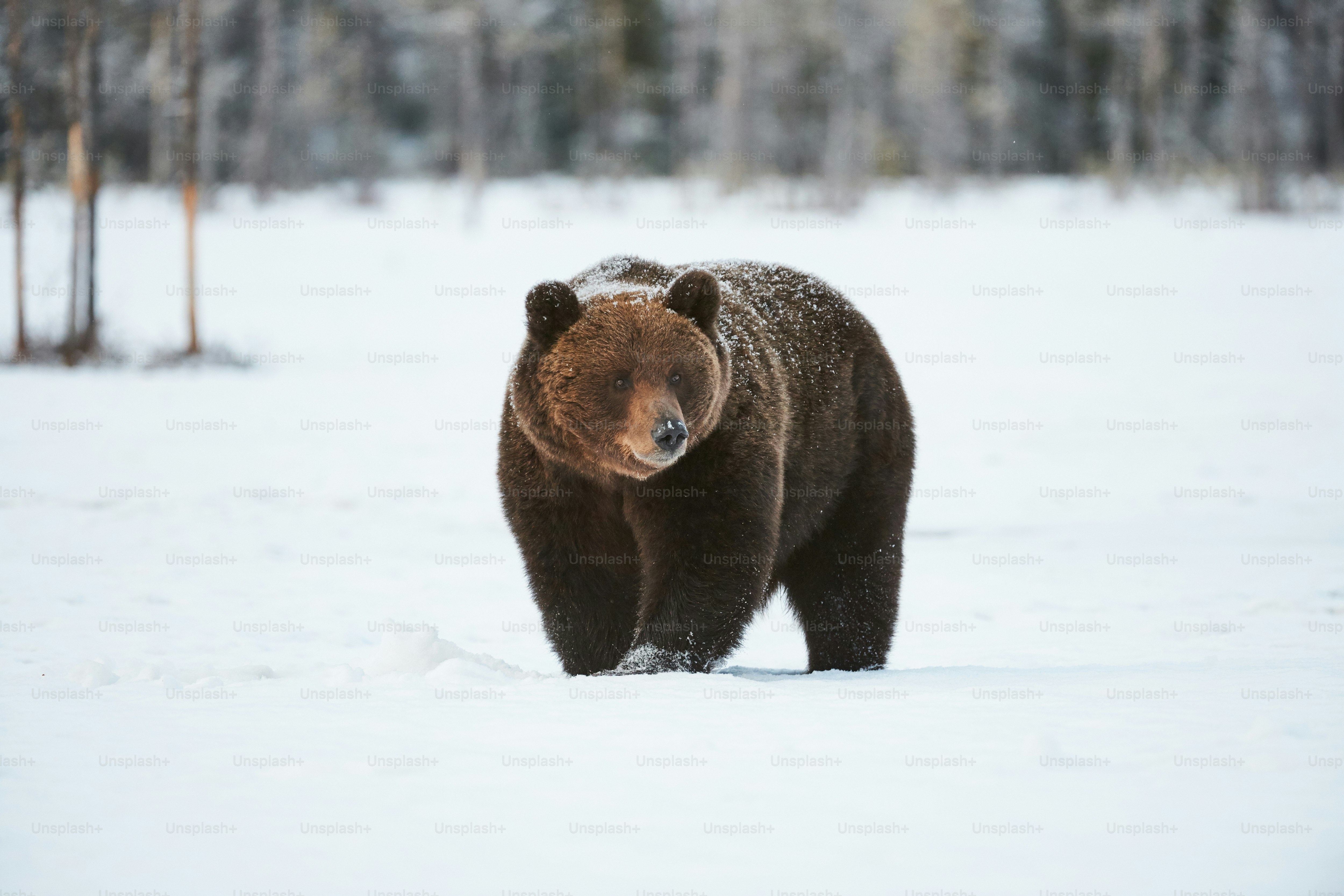 Beautiful brown bear walking in the snow in Finland while descending a ...
