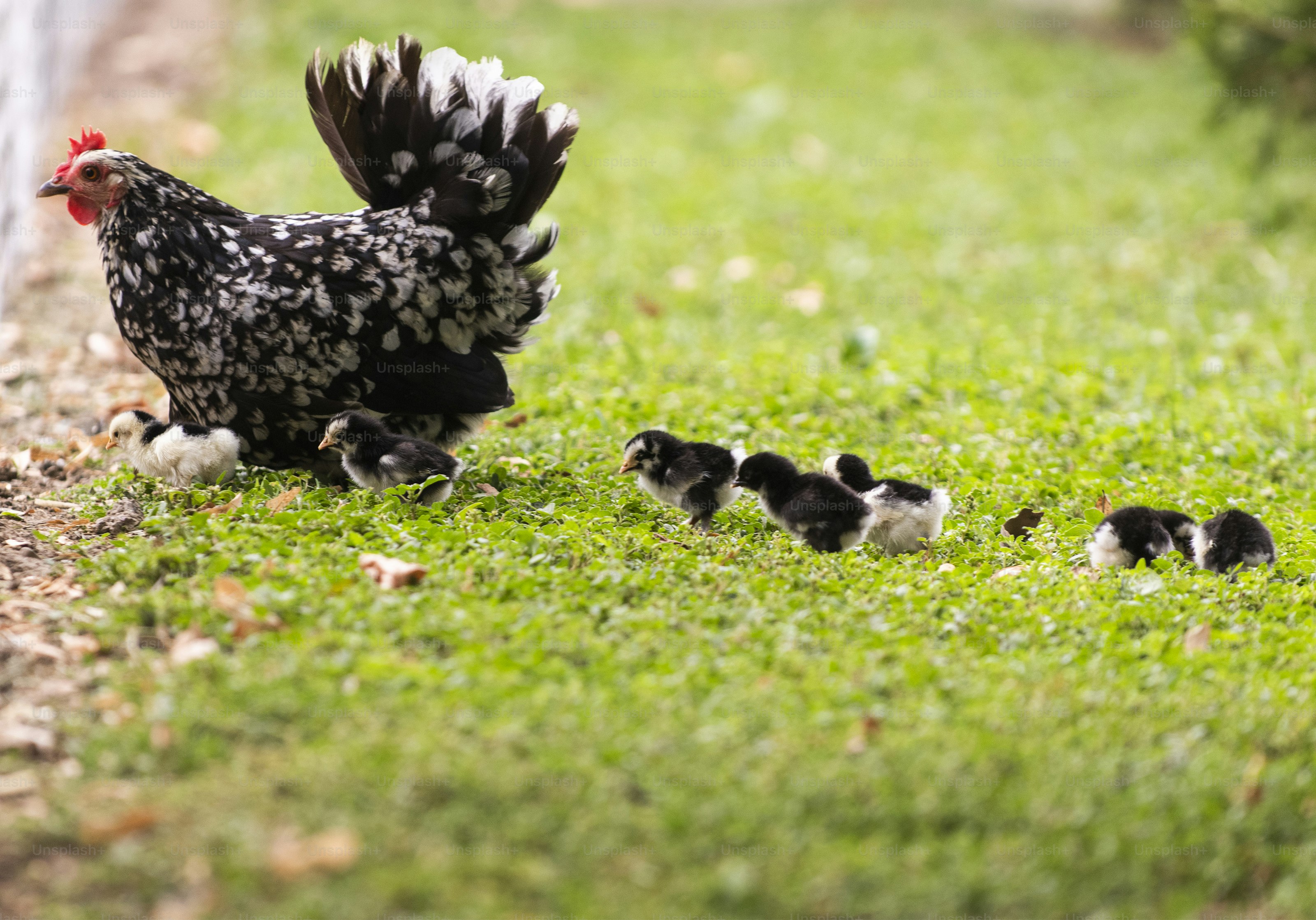 Glousser des poules et des poussins dans l’herbe dans une ferme. photo ...
