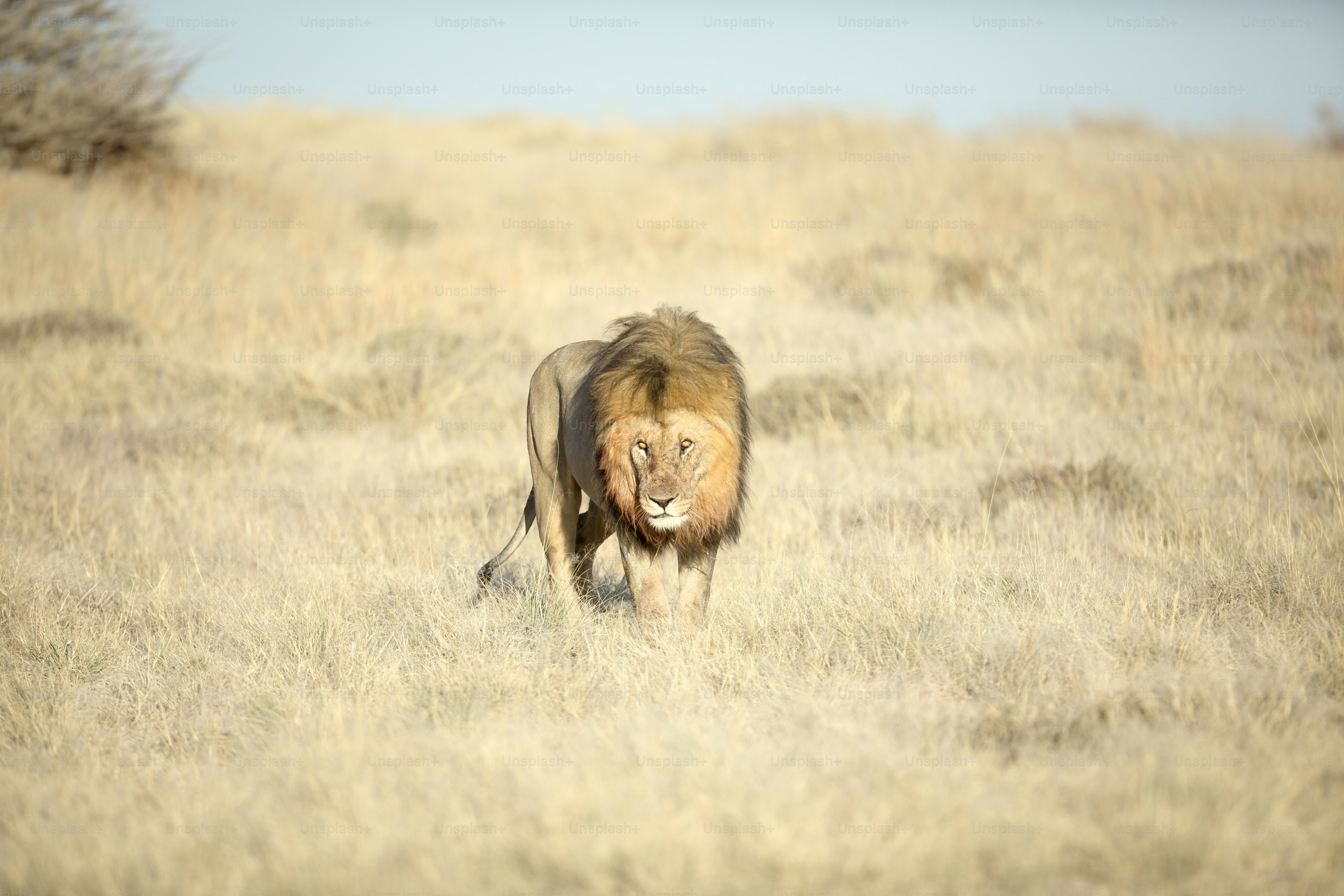 A male lion with blood on his mane in Etosha National Park, Namibia ...