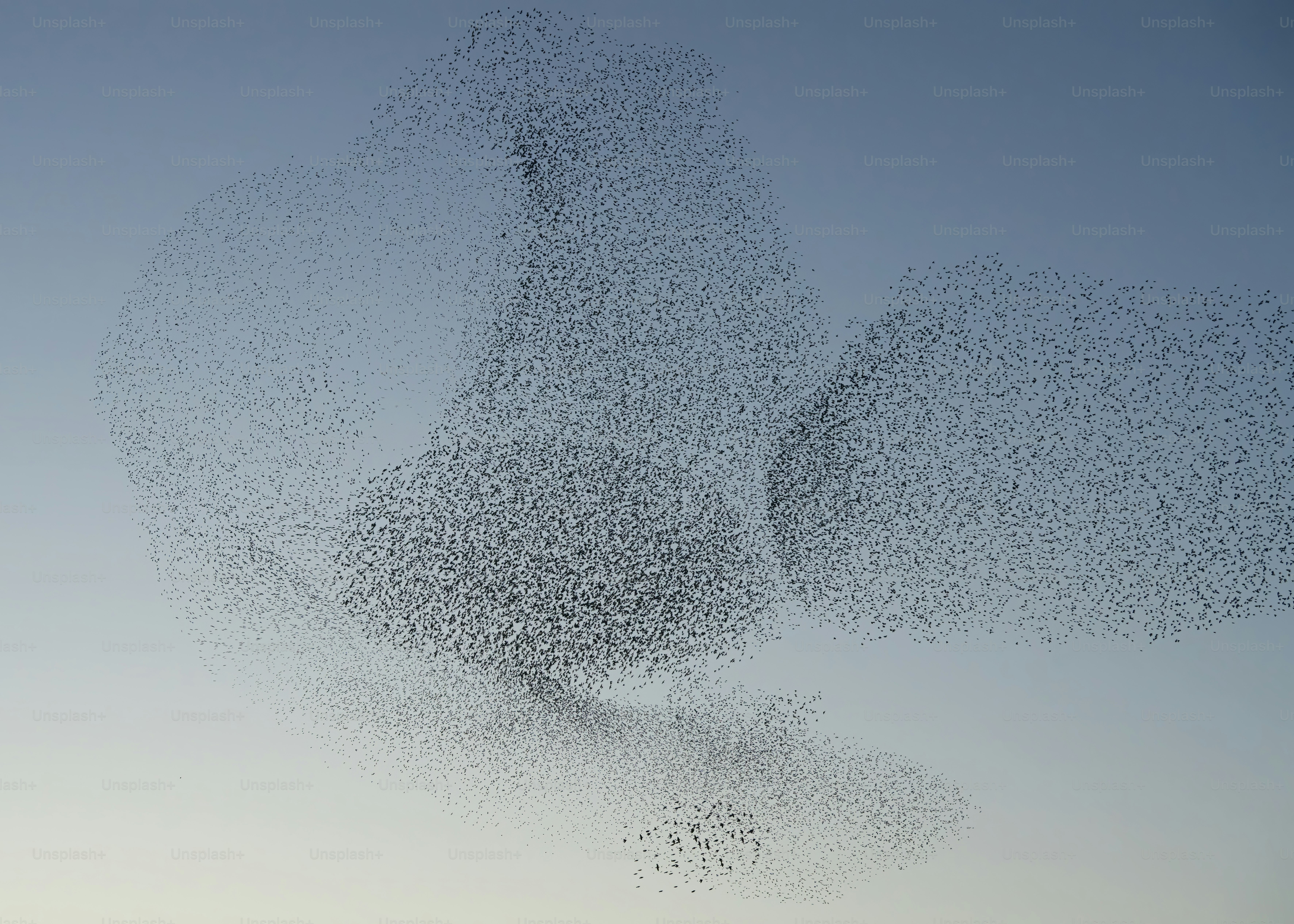 Flock Of Birds Pictures | Download Free Images on Unsplash