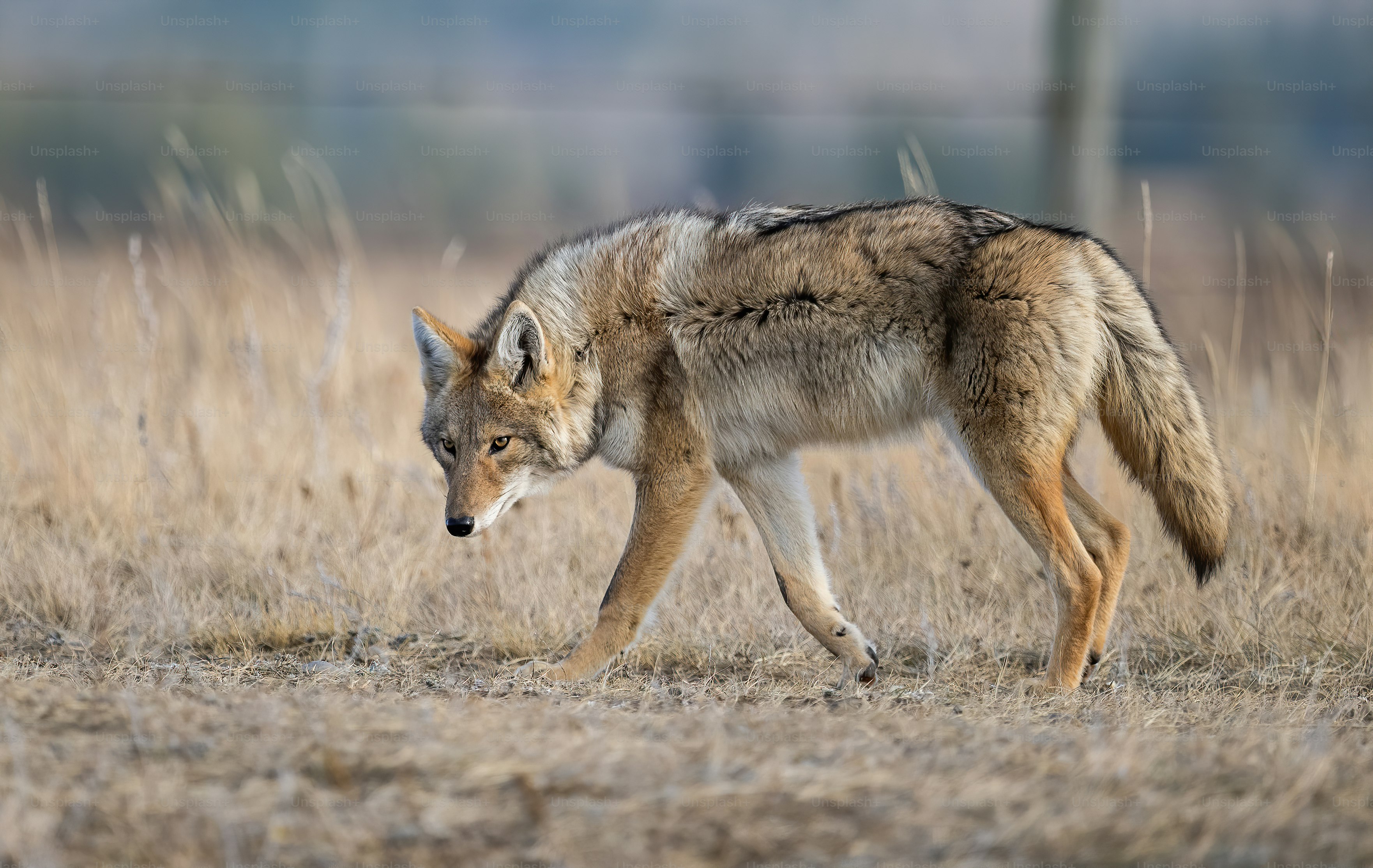 A coyote in Banff, Canada. photo – Jasper - canada Image on Unsplash