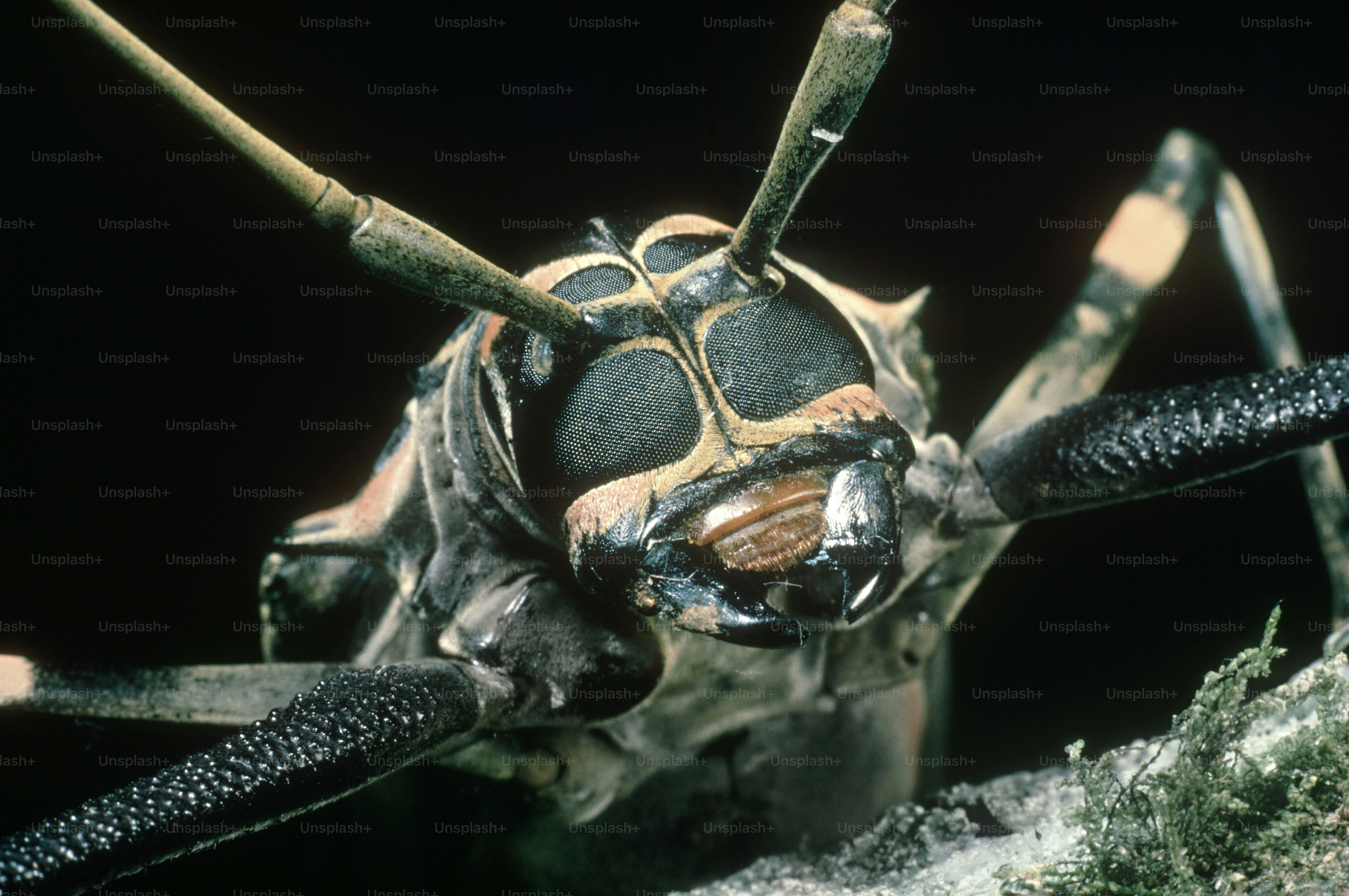 A close up of a bug on a rock photo – Beetle Image on Unsplash