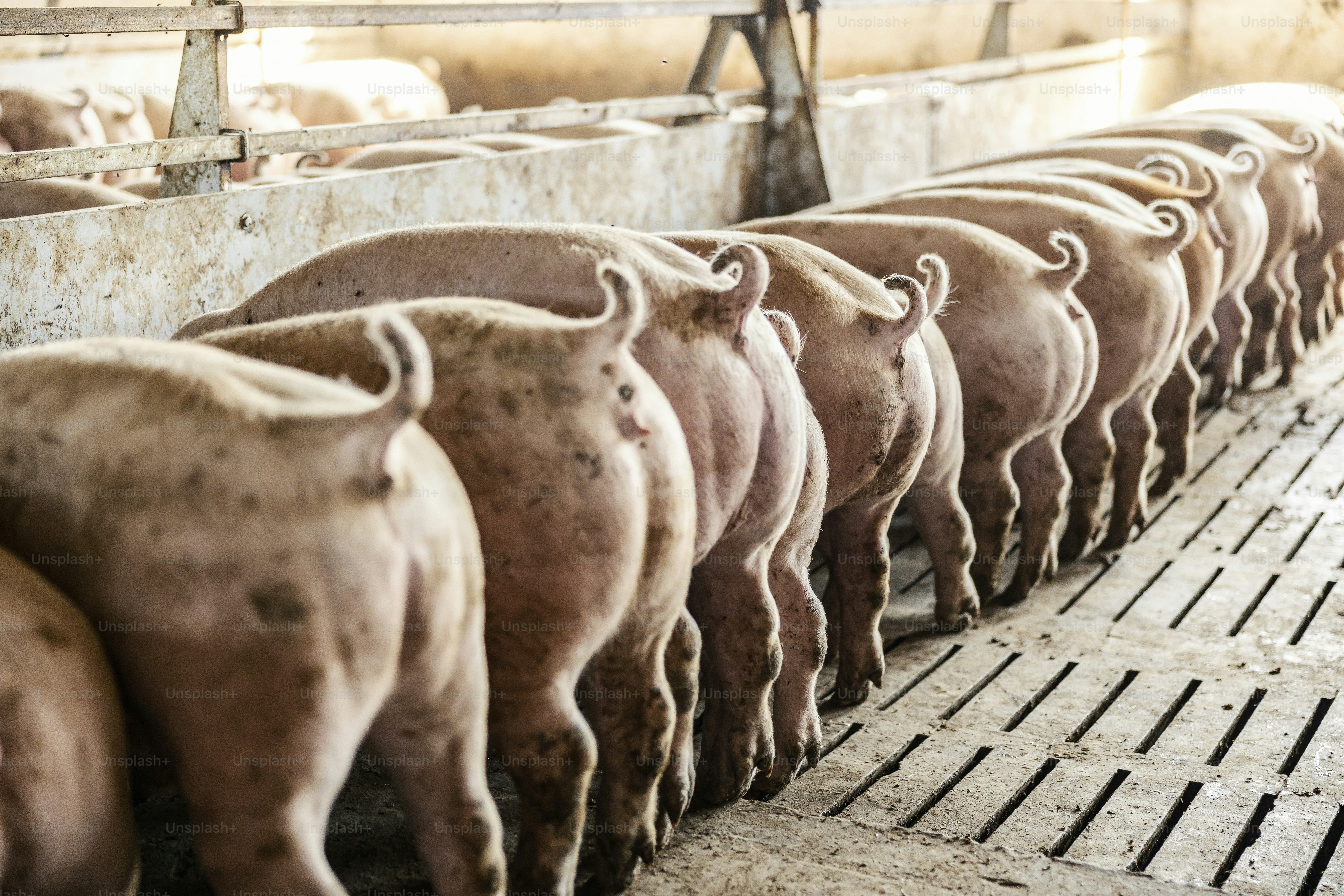 Pig breeding and farming. A pigs' butts and tails. Pigs are eating food ...