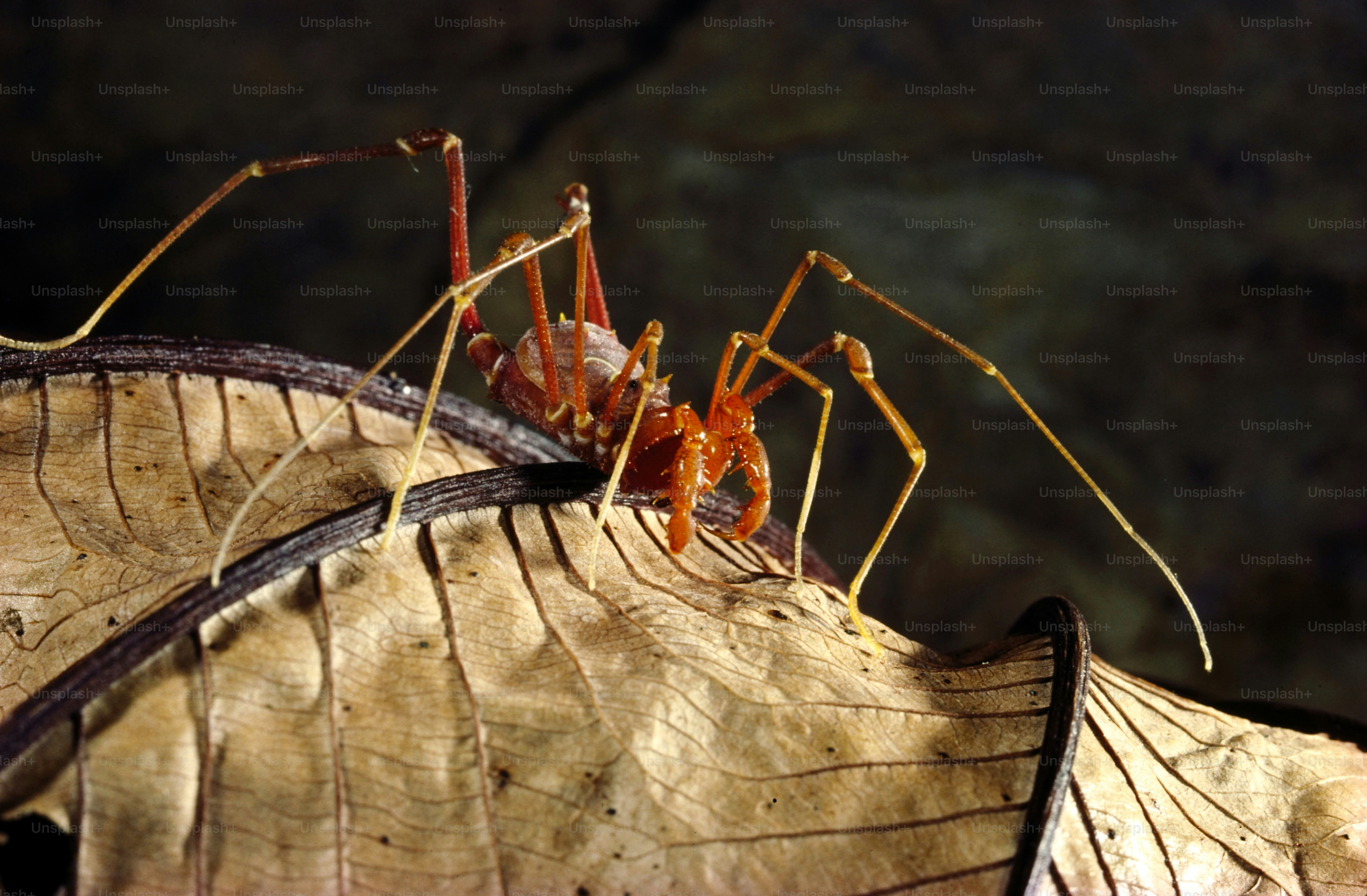 Un primer plano de un insecto en una hoja foto – Imagen de Microbios en ...