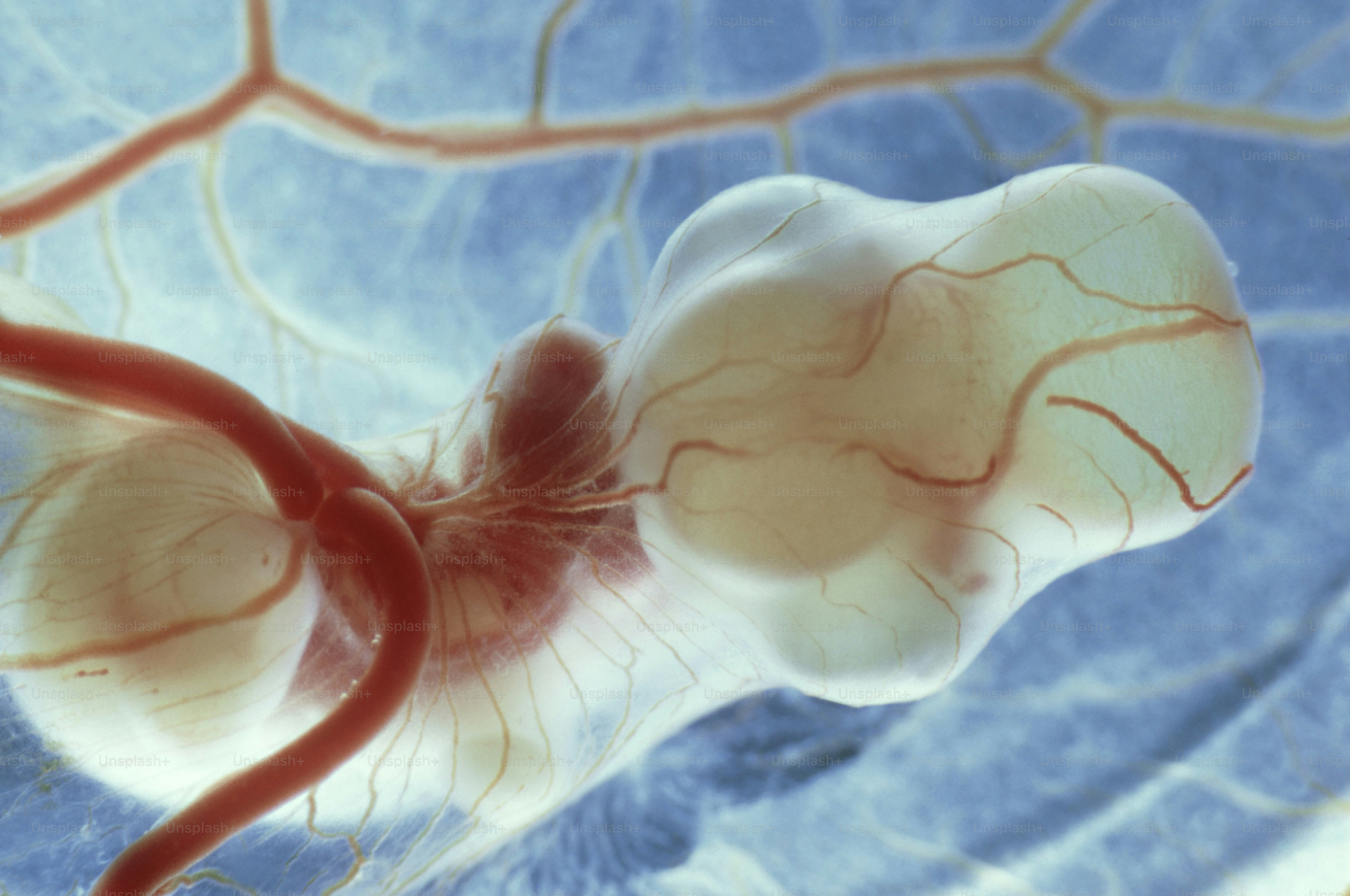 A close up of a vein in a human body photo – Animal Image on Unsplash