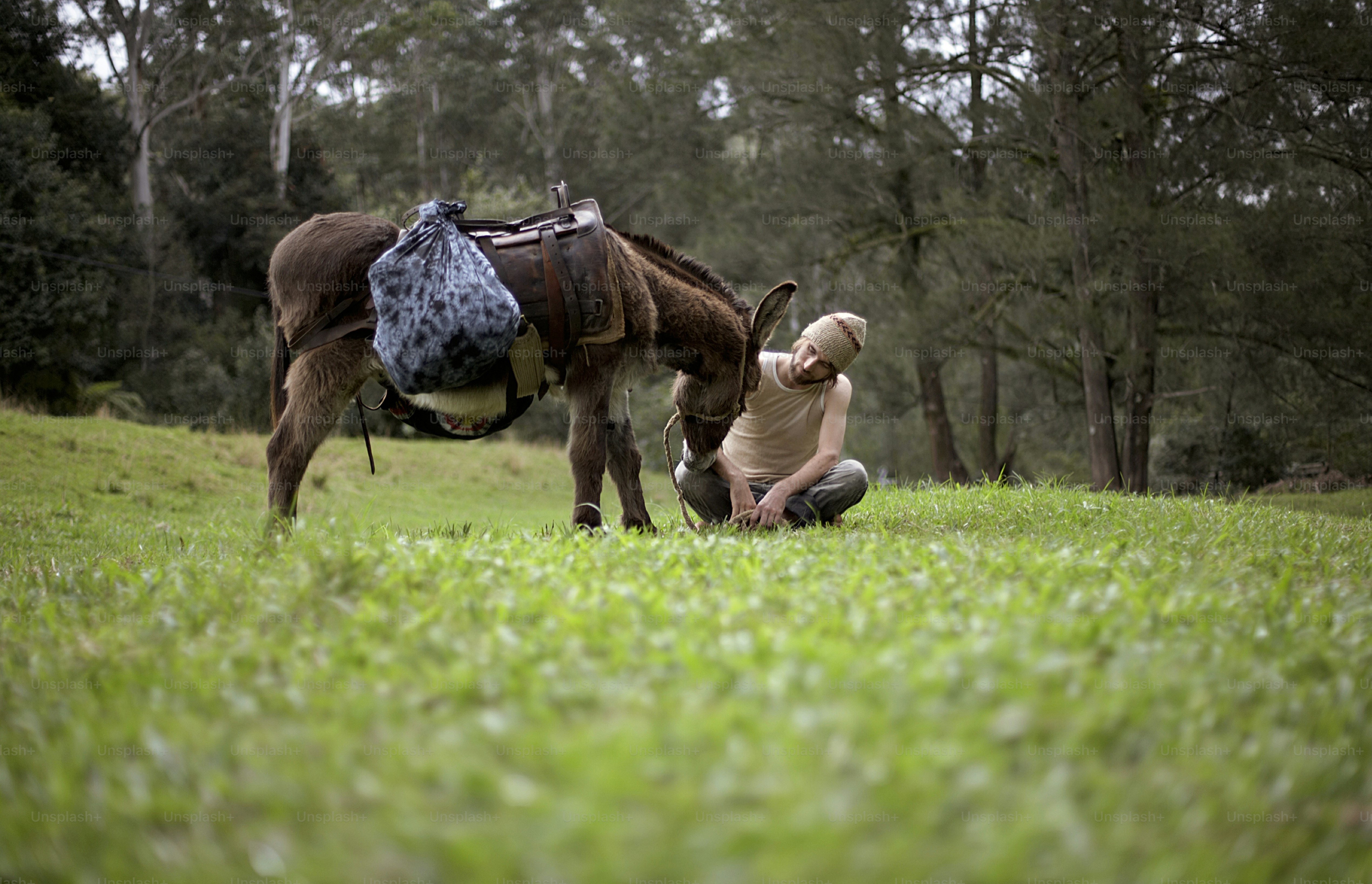 Bilder zum Thema Esel | Kostenlose Bilder auf Unsplash herunterladen
