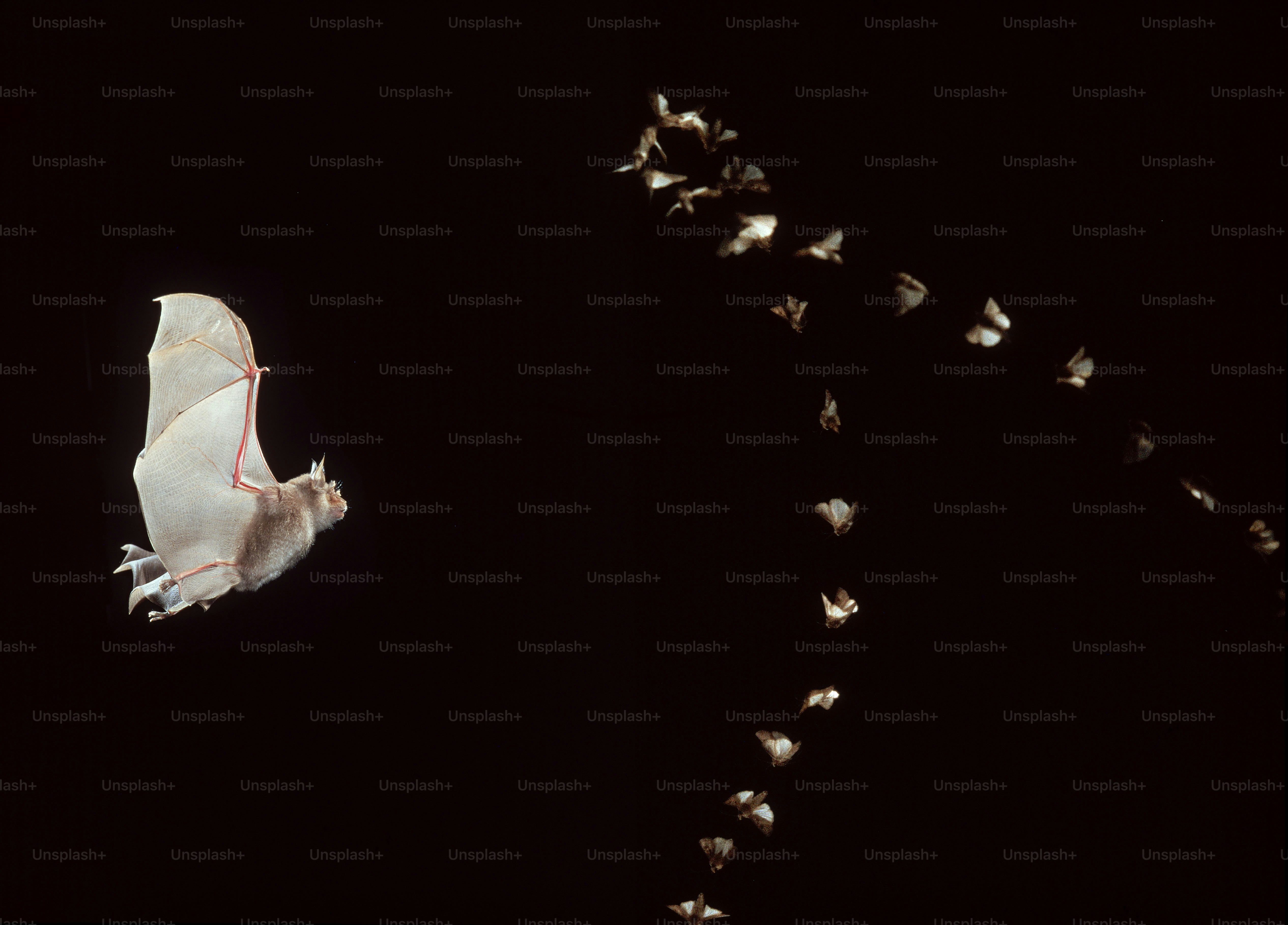 Bat Flying Animation