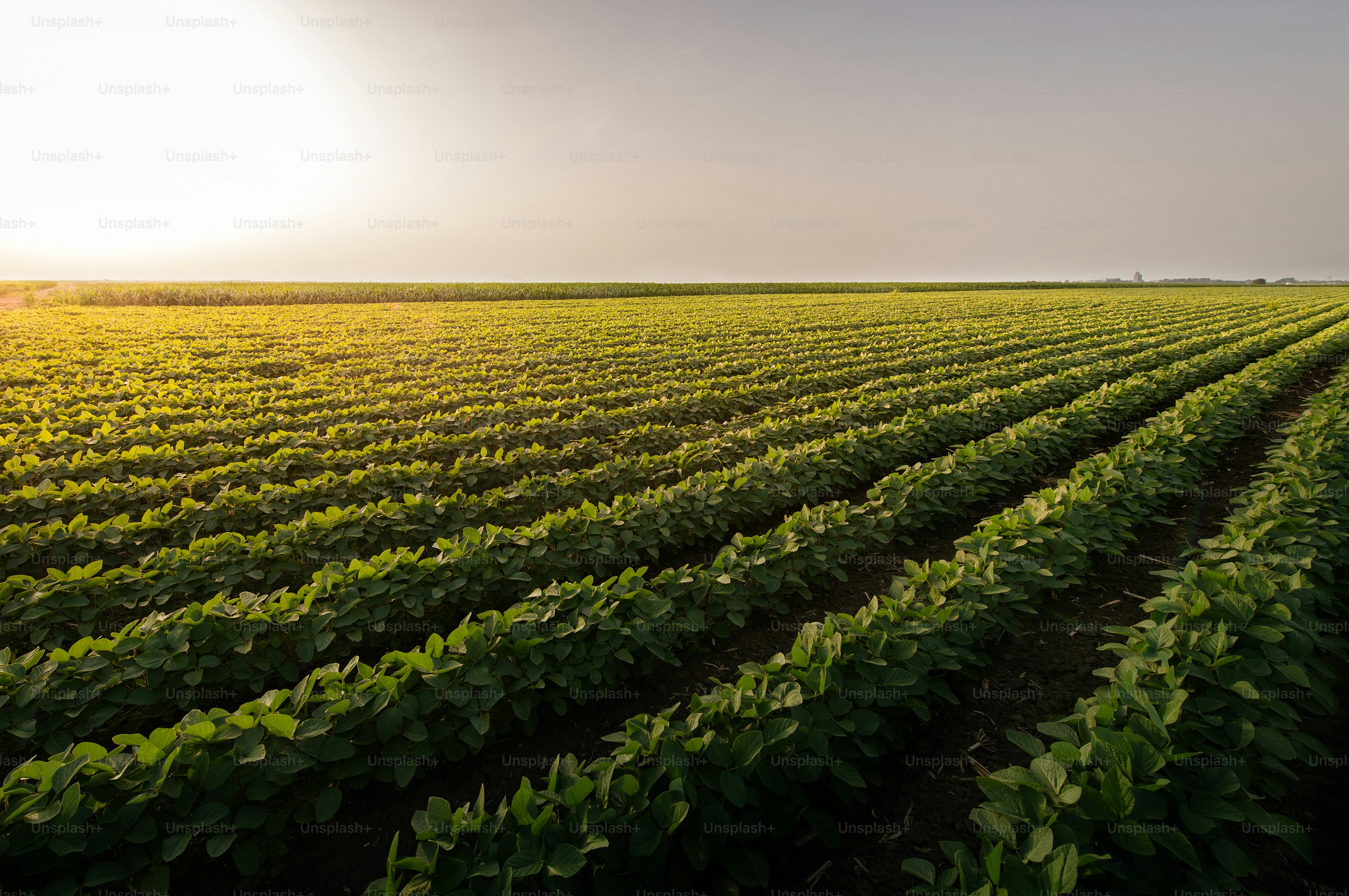 Open soybean field at sunset.Soybean field . photo – Land Image on Unsplash