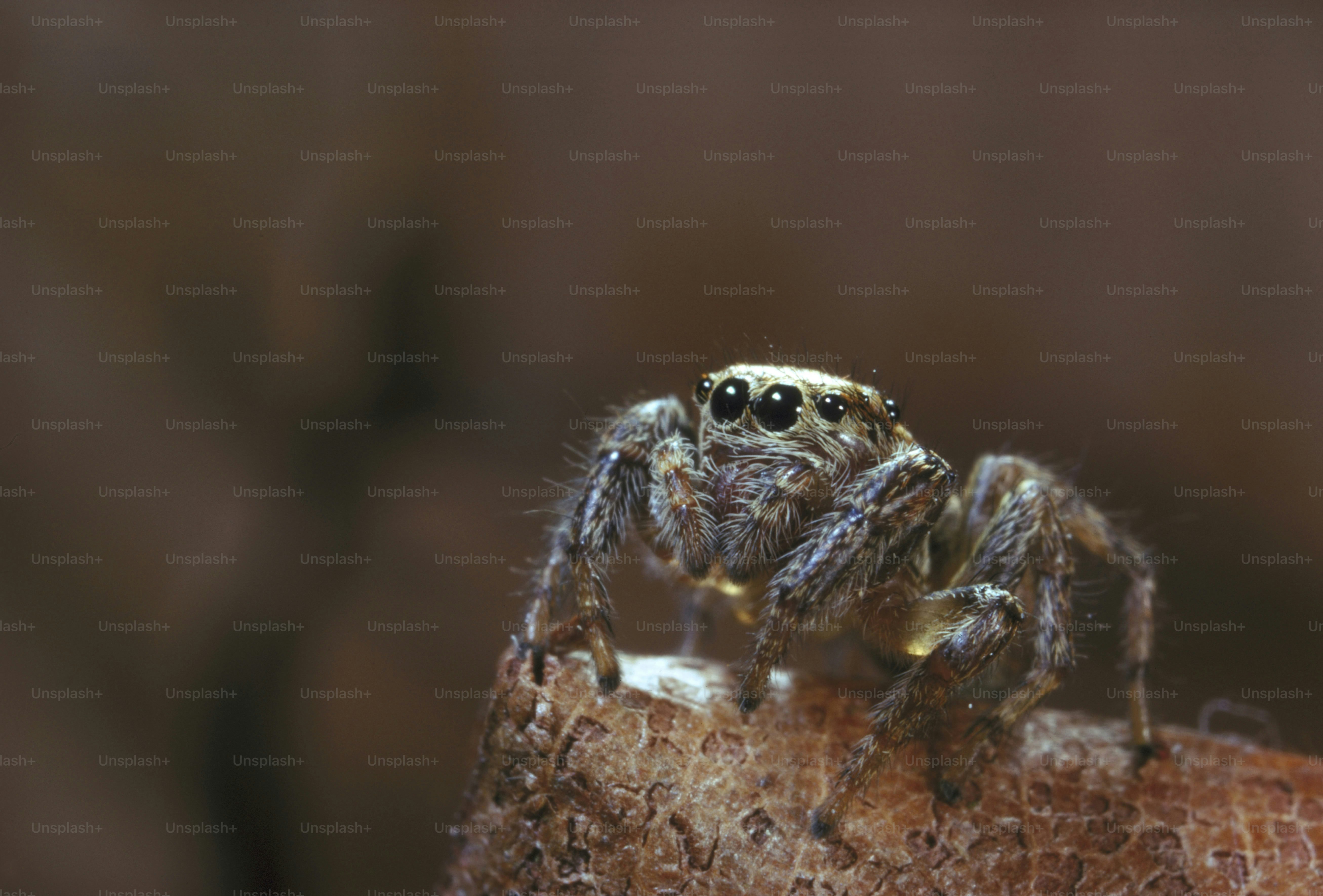 A close up of a spider on a piece of wood photo – Jumping spider Image ...
