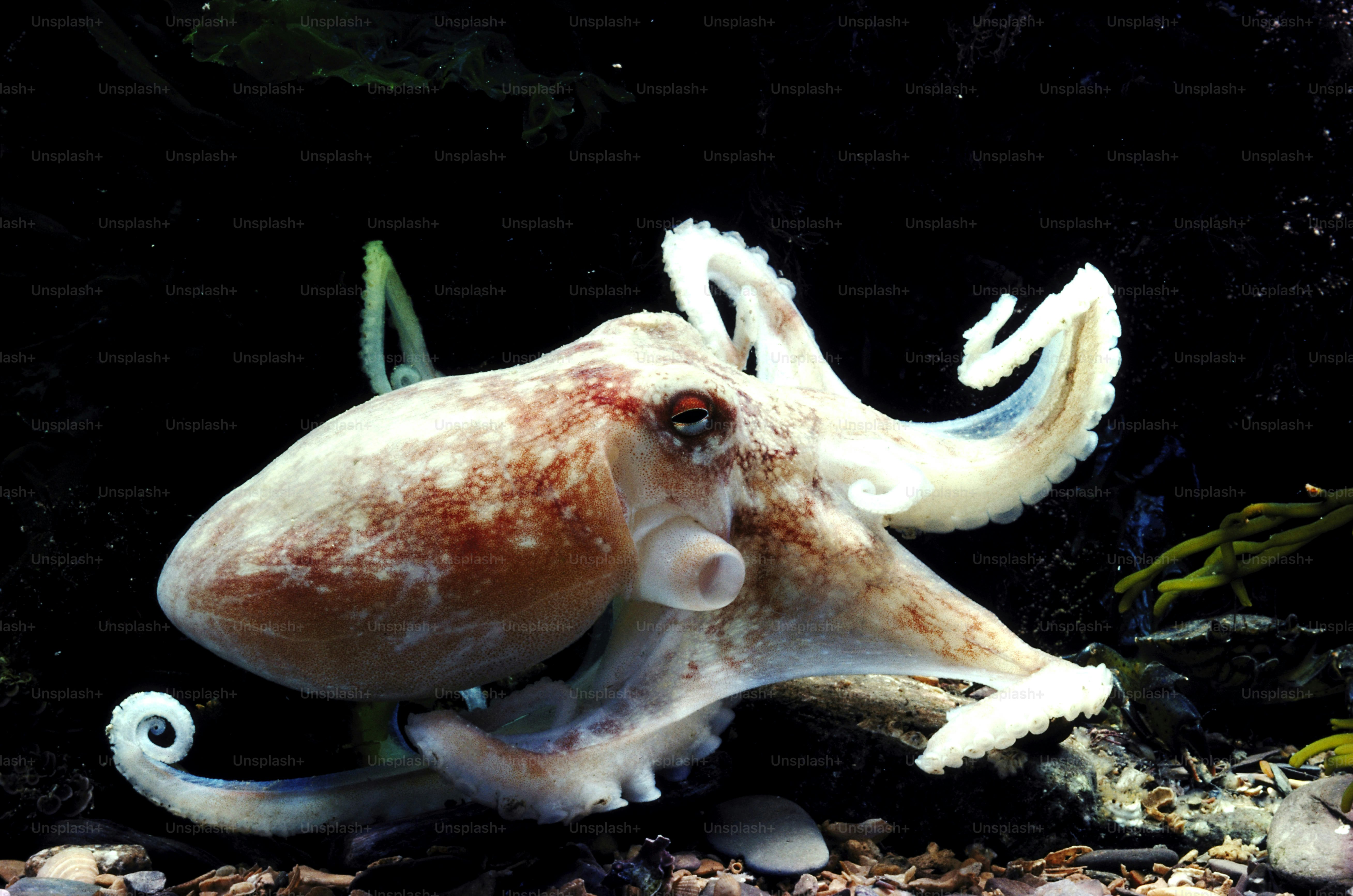 100+ Octopus Pictures [HD] | Download Free Images on Unsplash