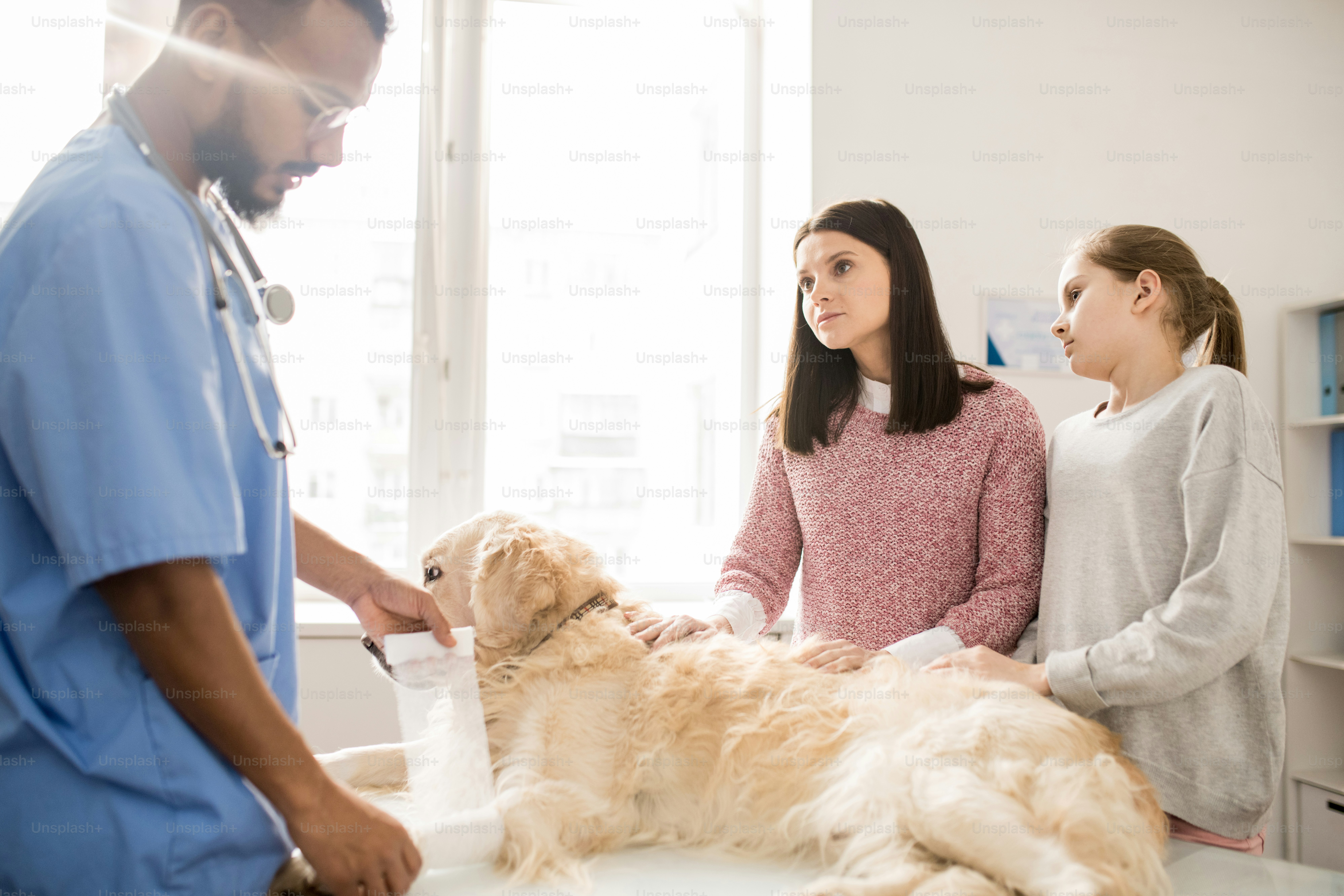 Dog Vet Pictures | Download Free Images on Unsplash