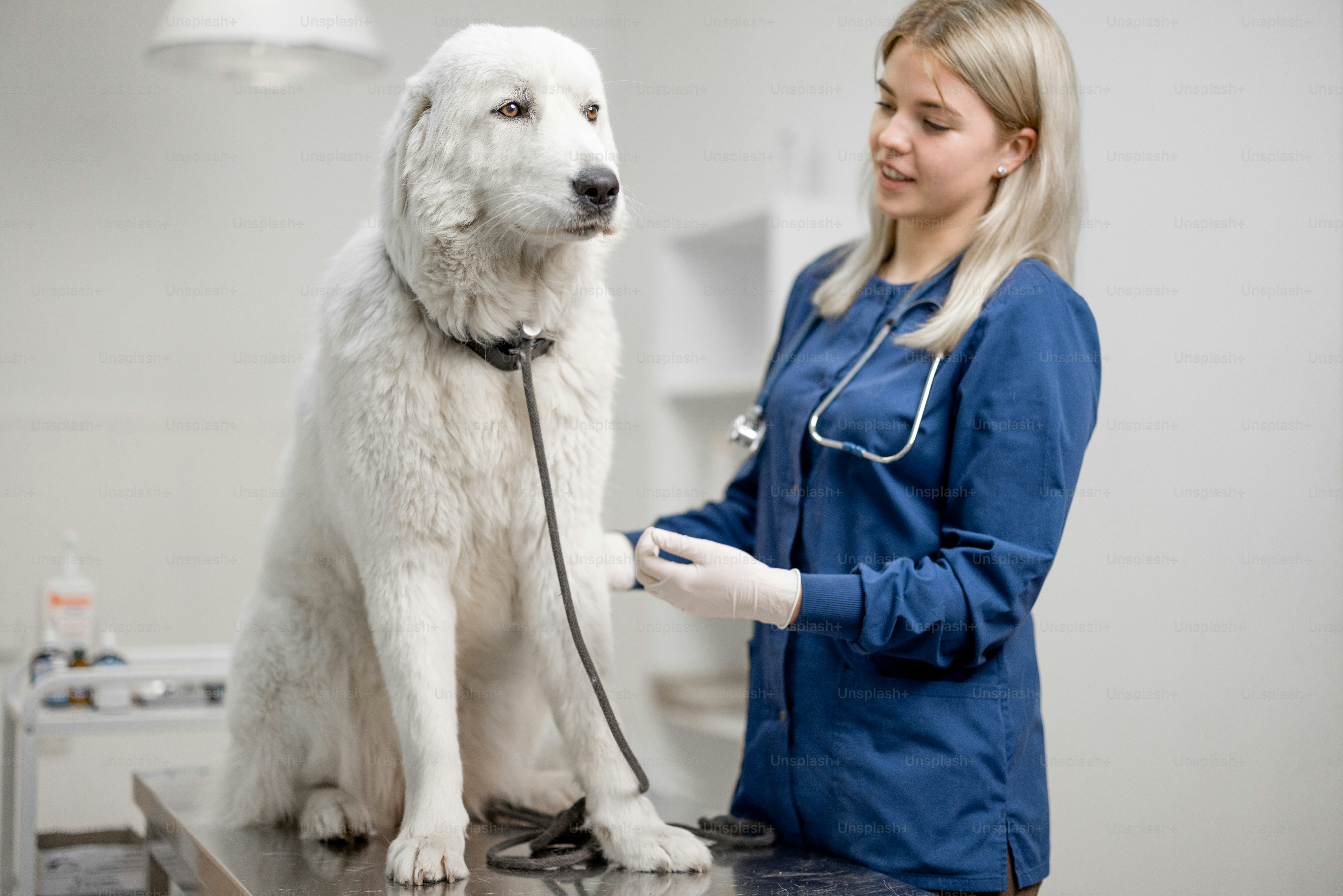 Vet Animal Pictures | Download Free Images on Unsplash