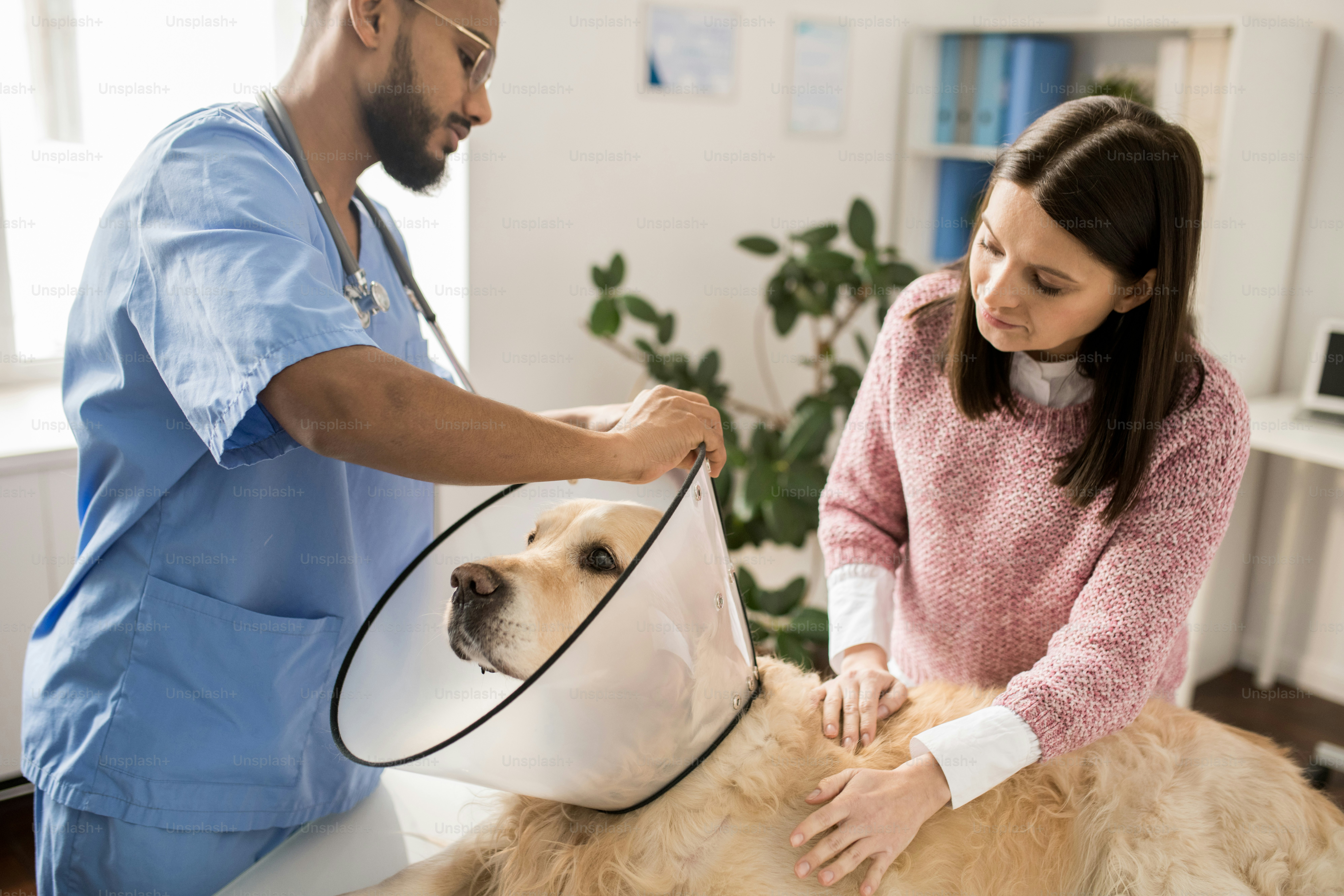 Vet Clinic Pictures | Download Free Images on Unsplash