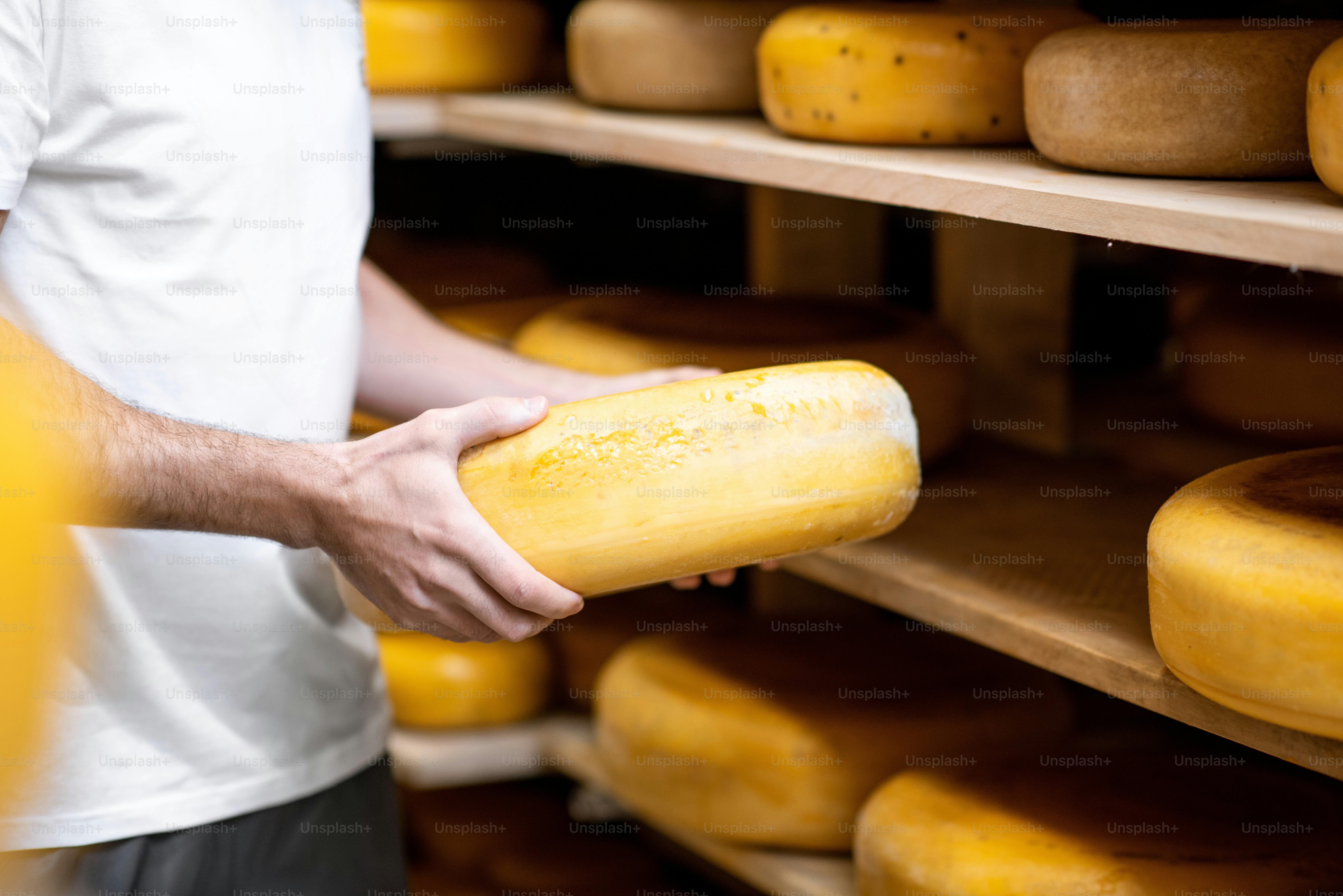 Worker taking cheese wheel at the storage during the cheese aging ...
