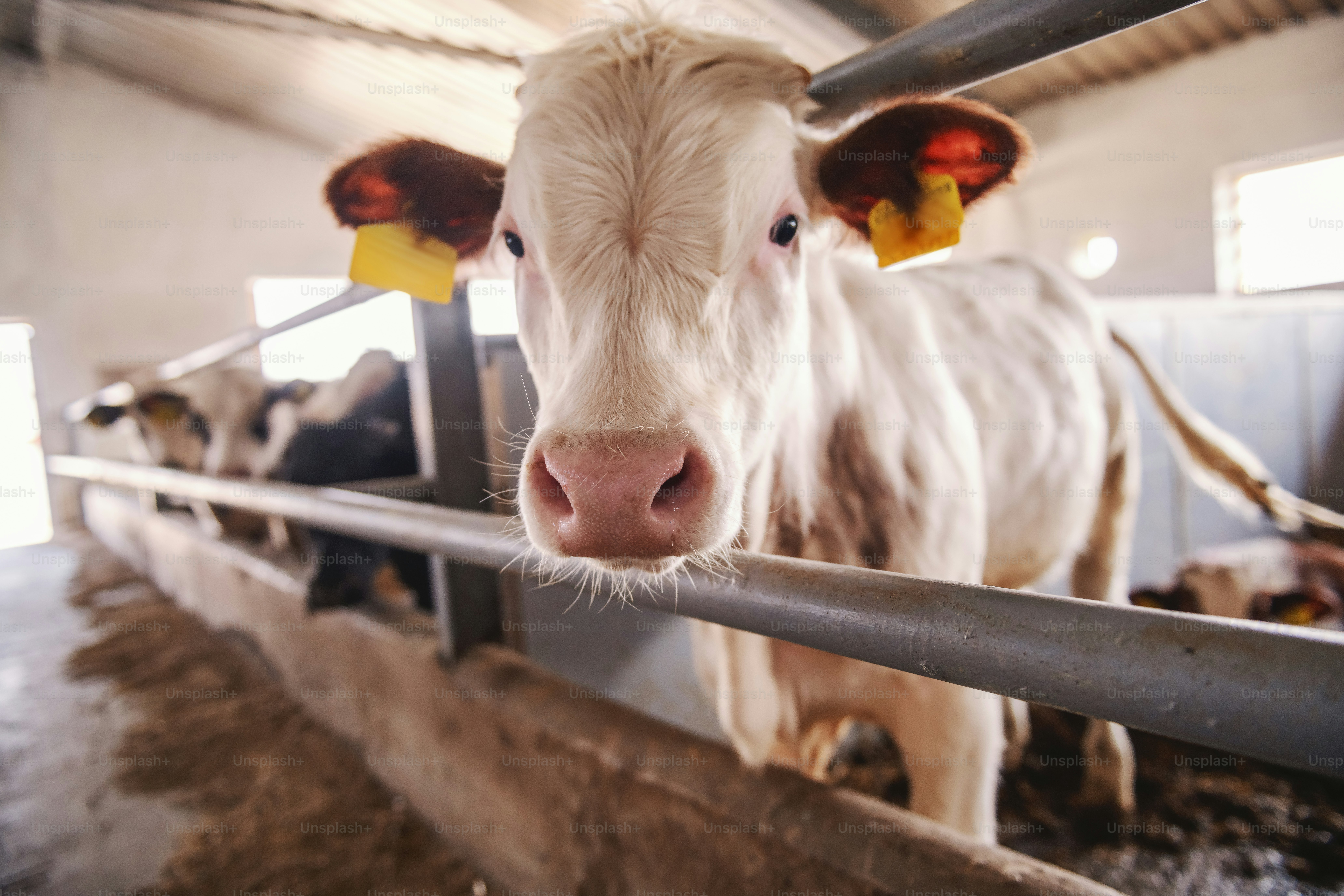 Imágenes de Lindo Becerro | Descarga imágenes gratuitas en Unsplash