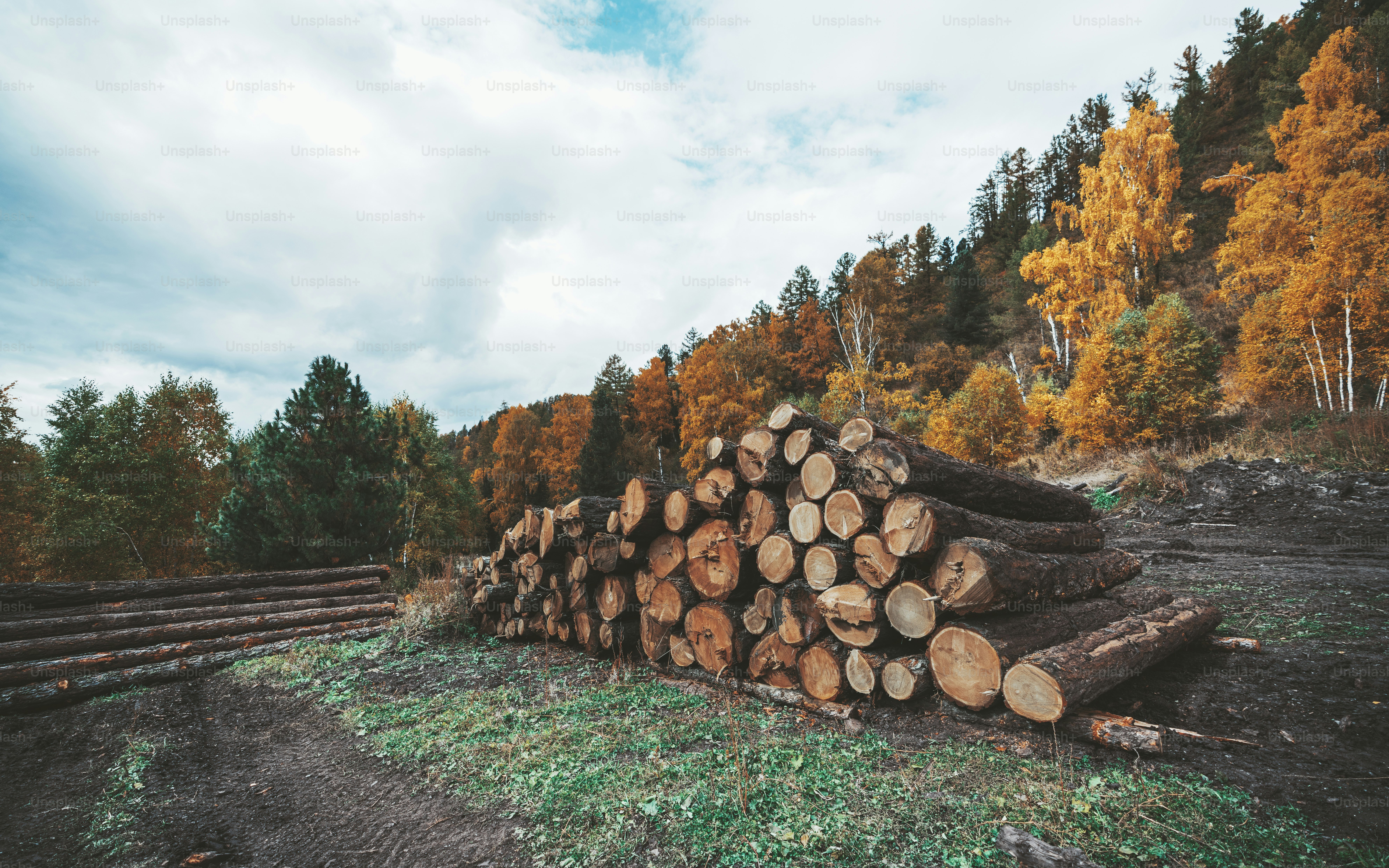 Side wide-angle view of a heap of raw tree trunks prepared for ...