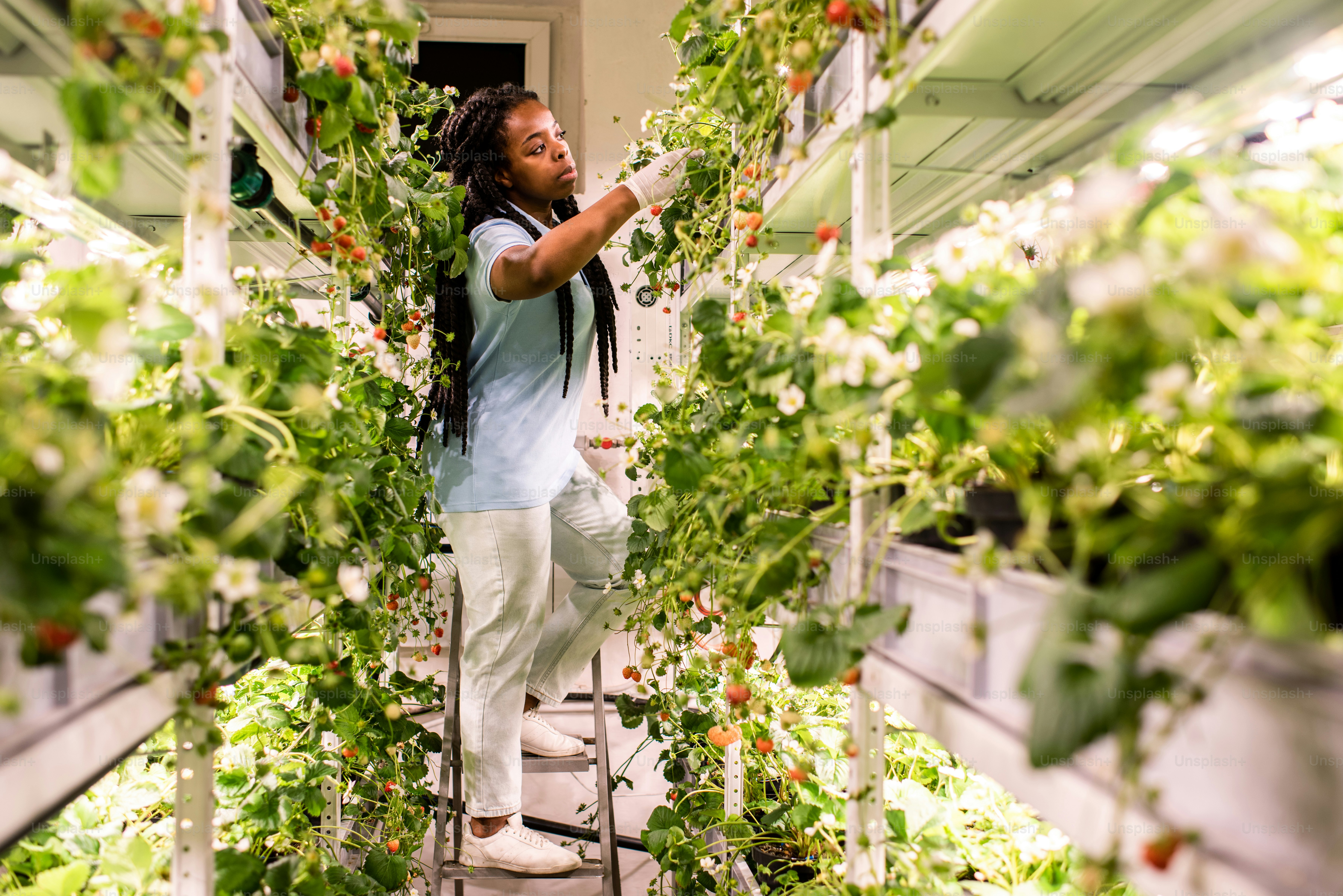 Vertical Garden Pictures | Download Free Images on Unsplash