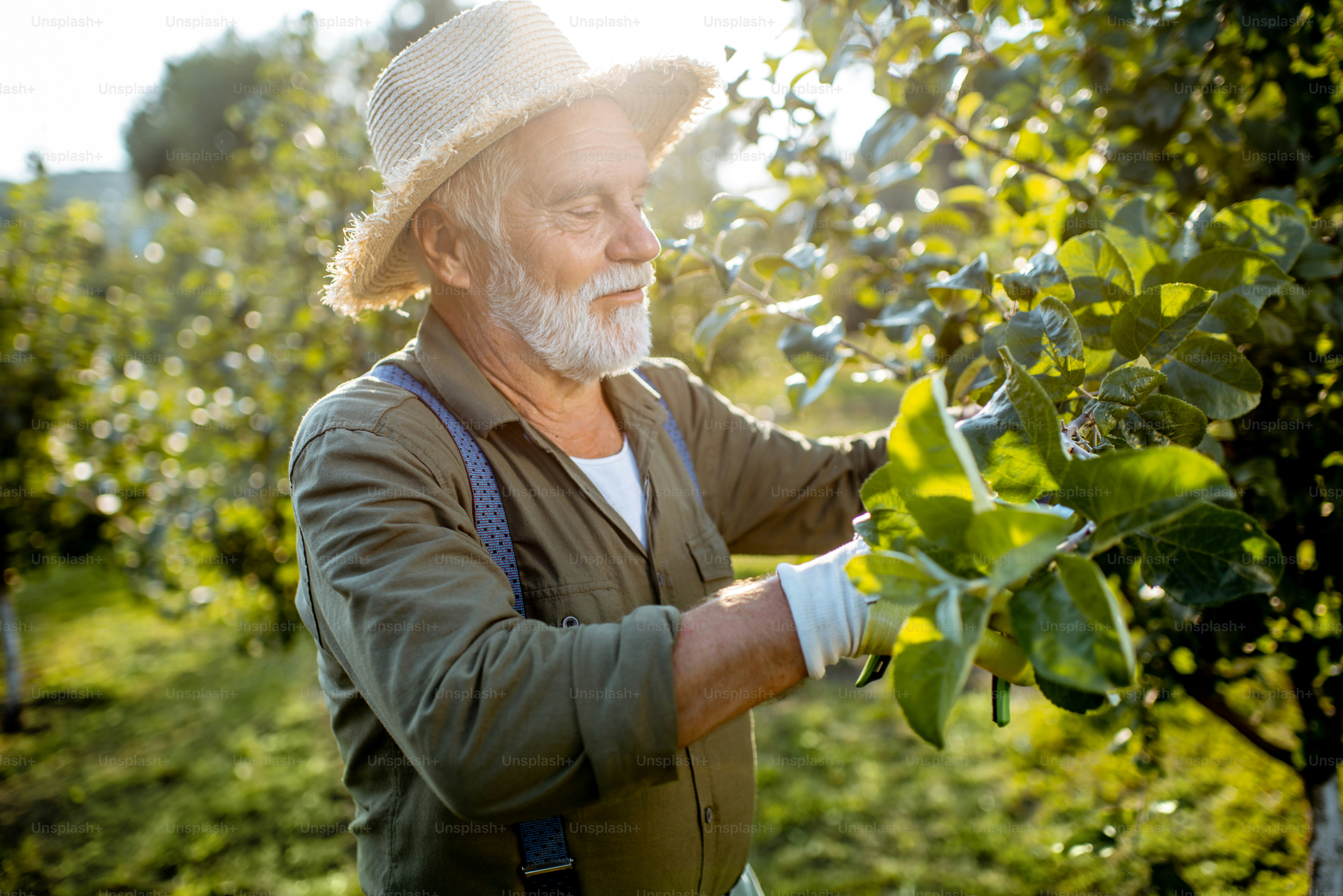 Foto Hombre mayor bien vestido como jardinero podando ramas de árboles ...