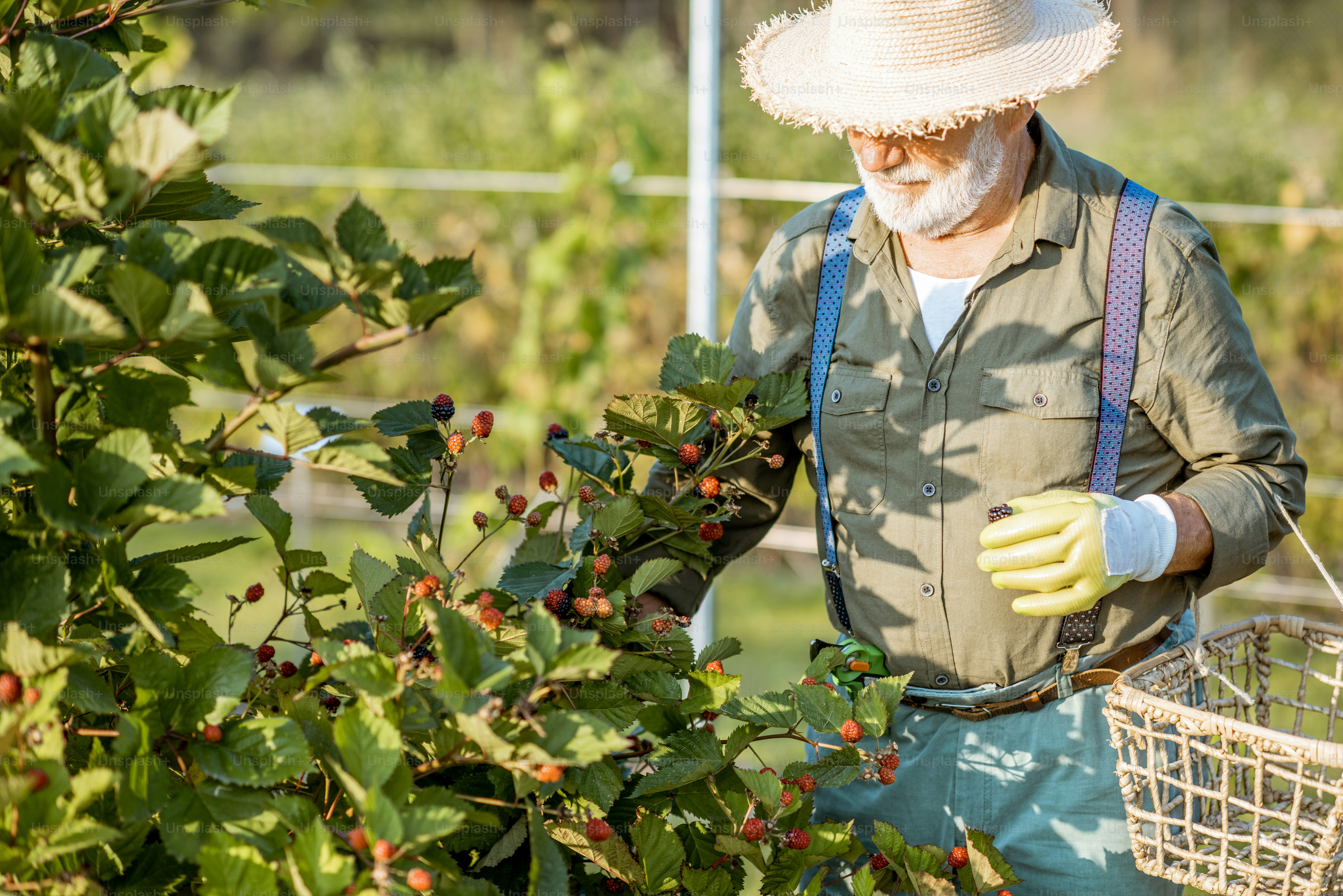 Berry Picking Pictures | Download Free Images on Unsplash