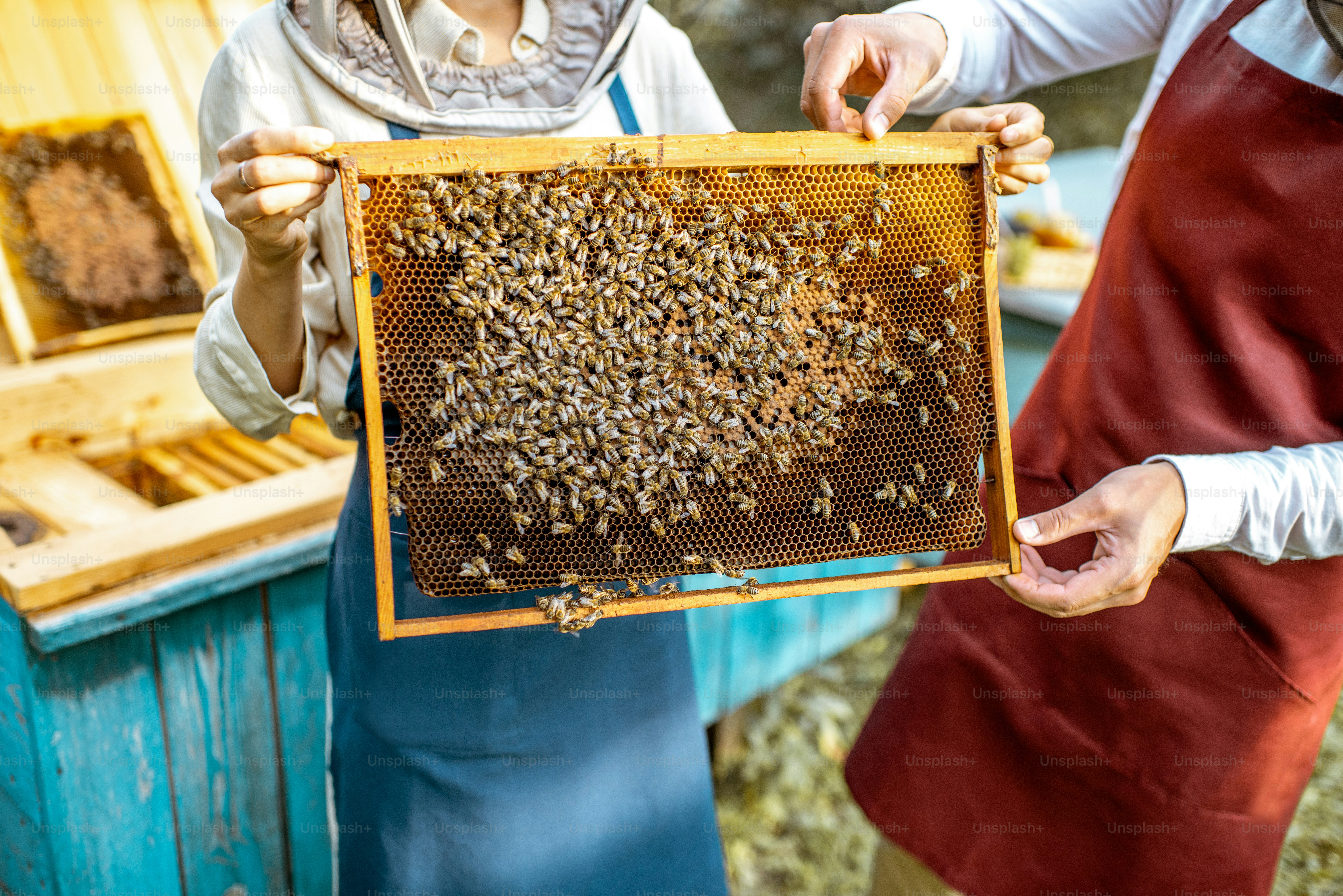 Beekeepers working on the apiary, getting honeycomb frames from the ...