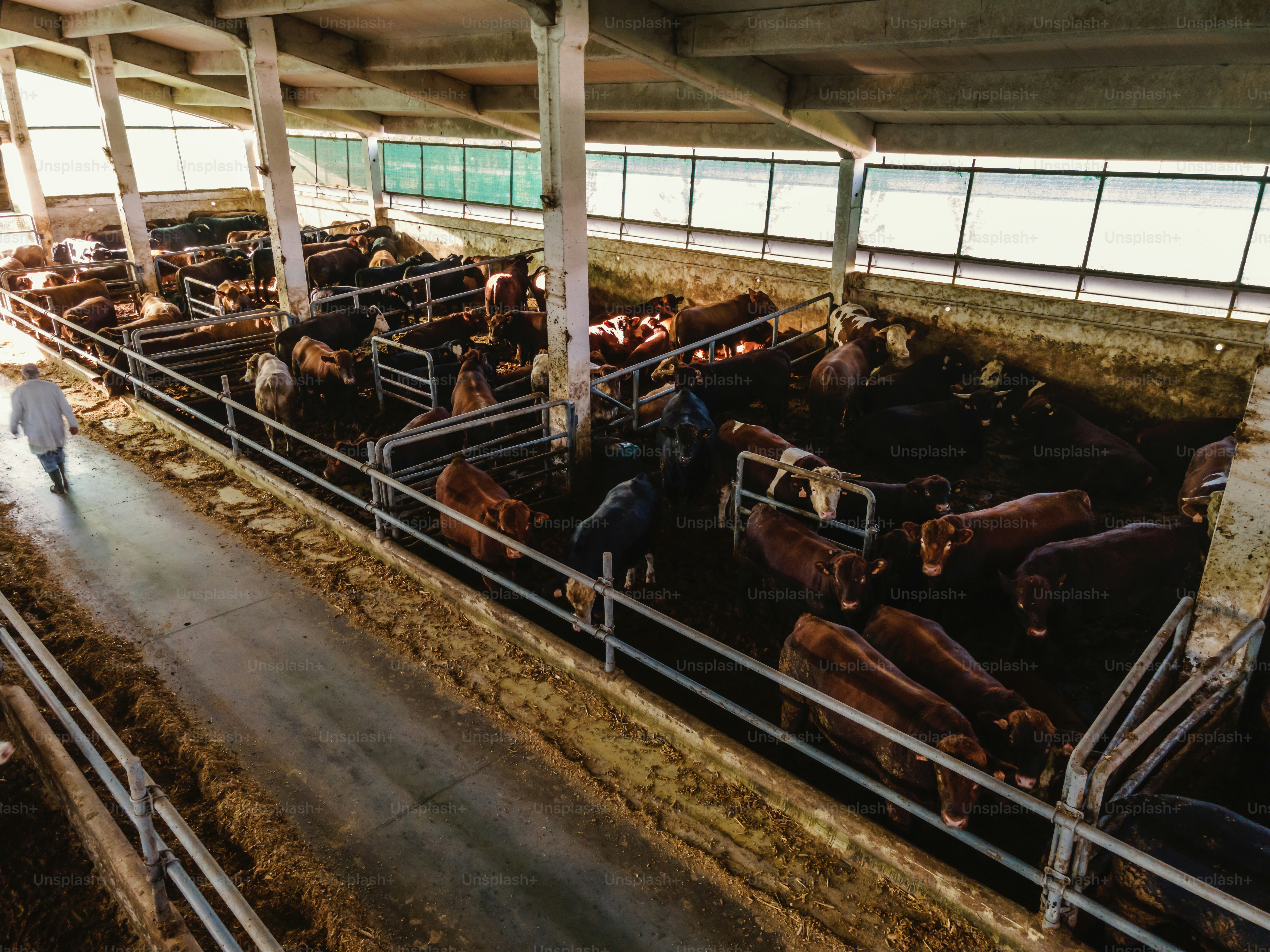 Aerial view of herd of bulls in barn. photo – Animal Image on Unsplash