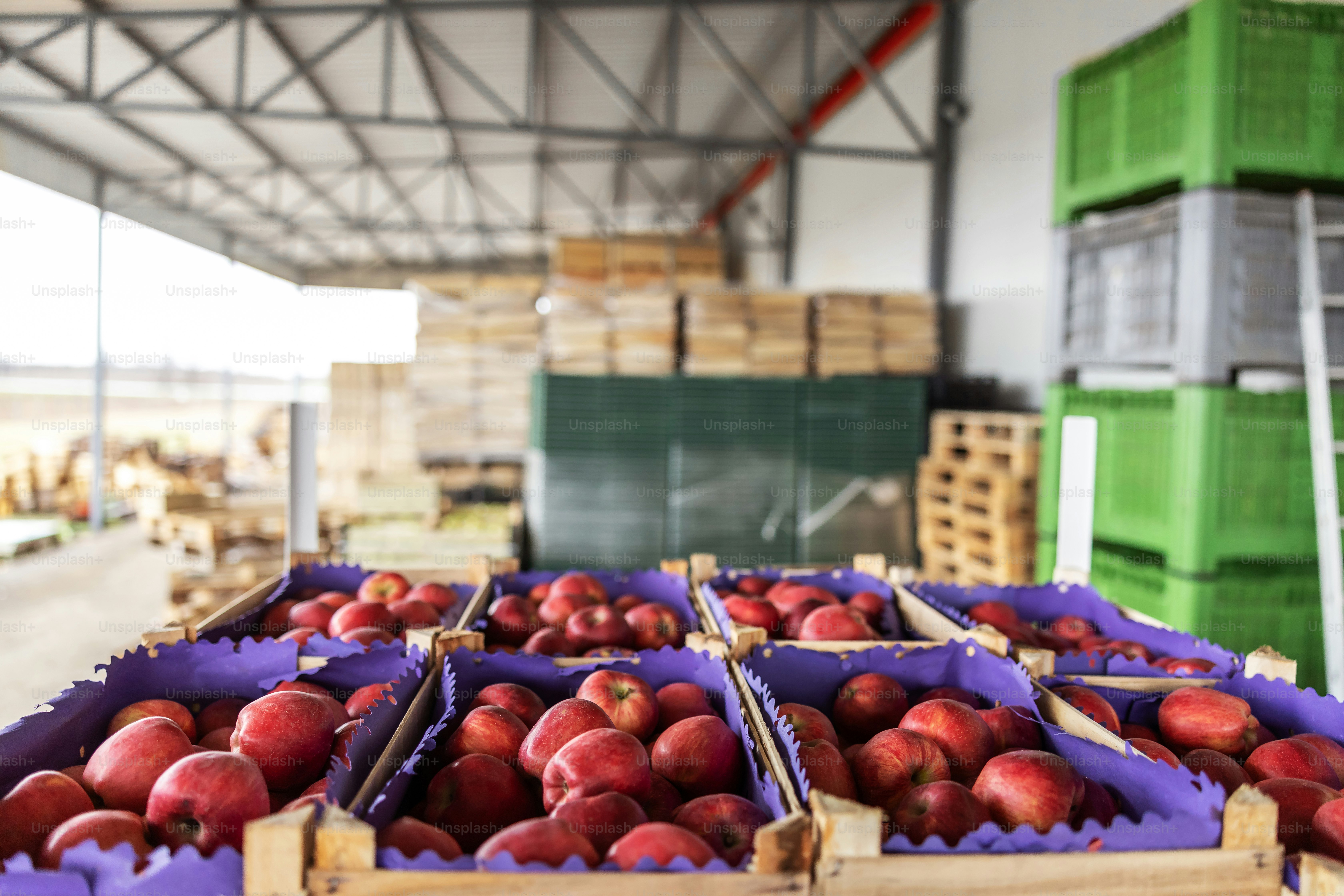Apples in crates ready for shipping. Cold storage interior. photo ...