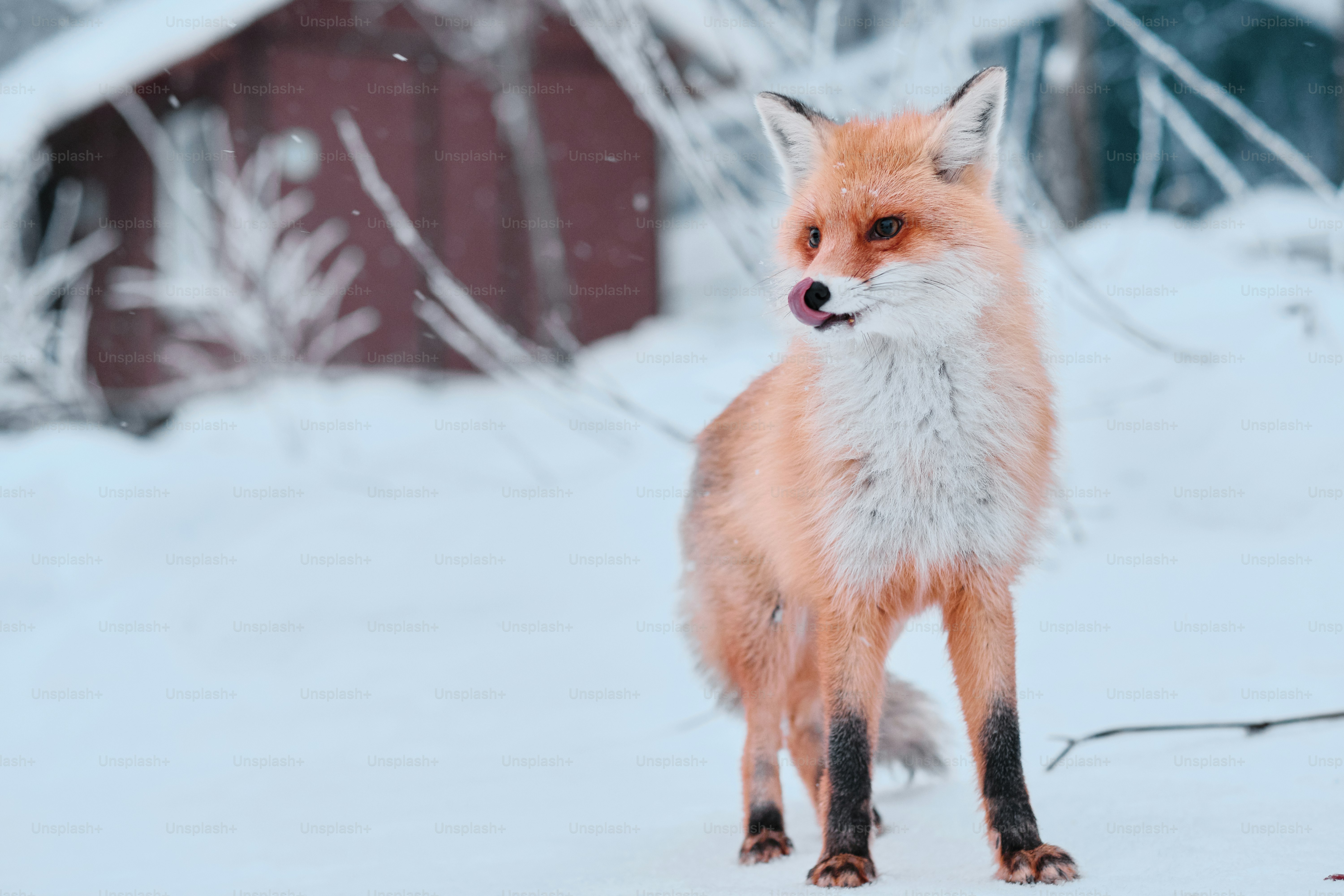 Beautiful wild red fox living in winter reservation photo – Forest ...