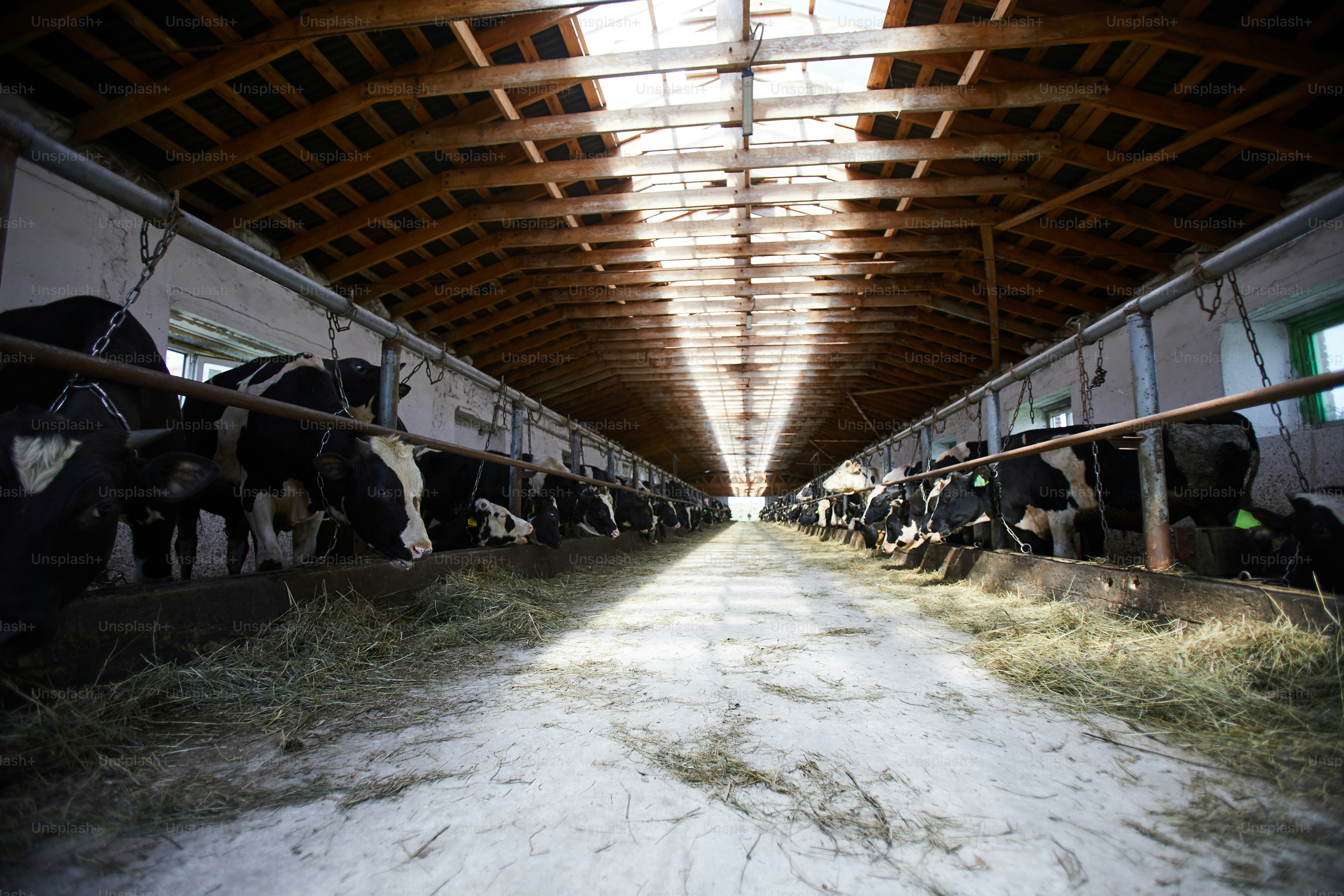 Wide angle view at rustic cowshed with rows of cows eating hay at each ...