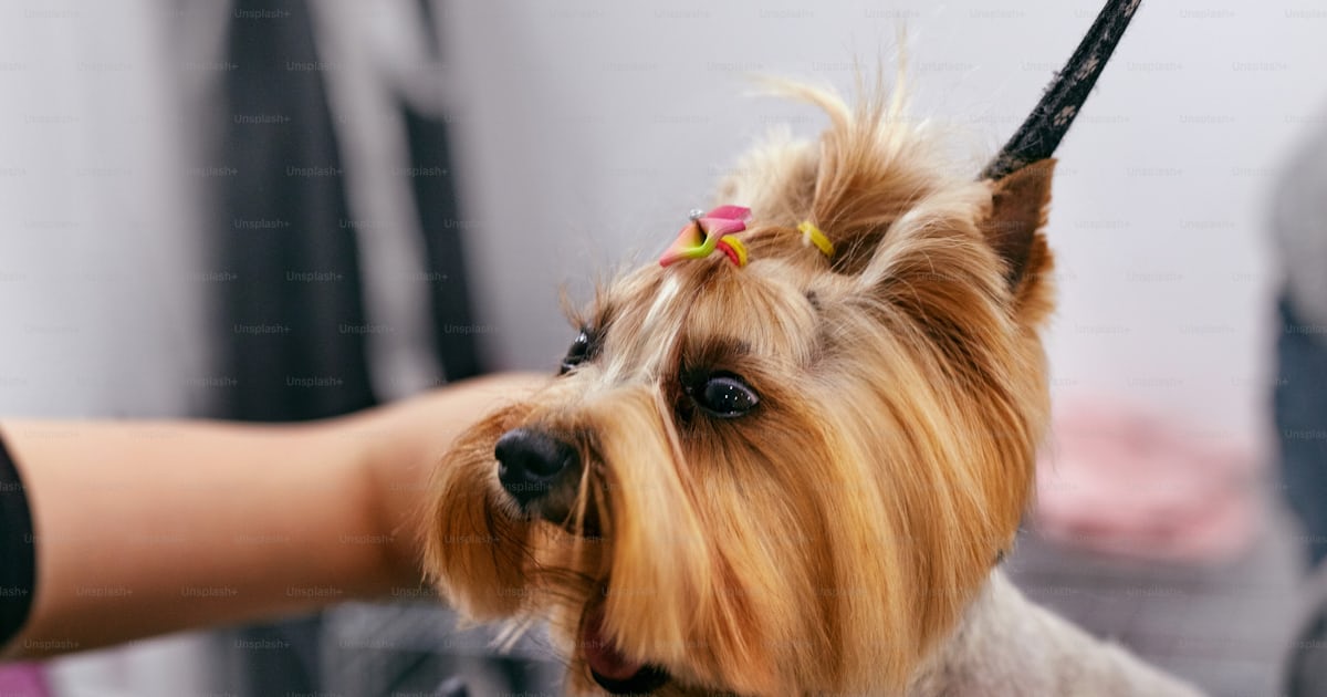 犬はペットスパグルーミングサロンで髪を切られます。グルーマーがハサミで髪を切っているときの犬の顔の接写。高解像度の写真 犬 Unsplashの写真