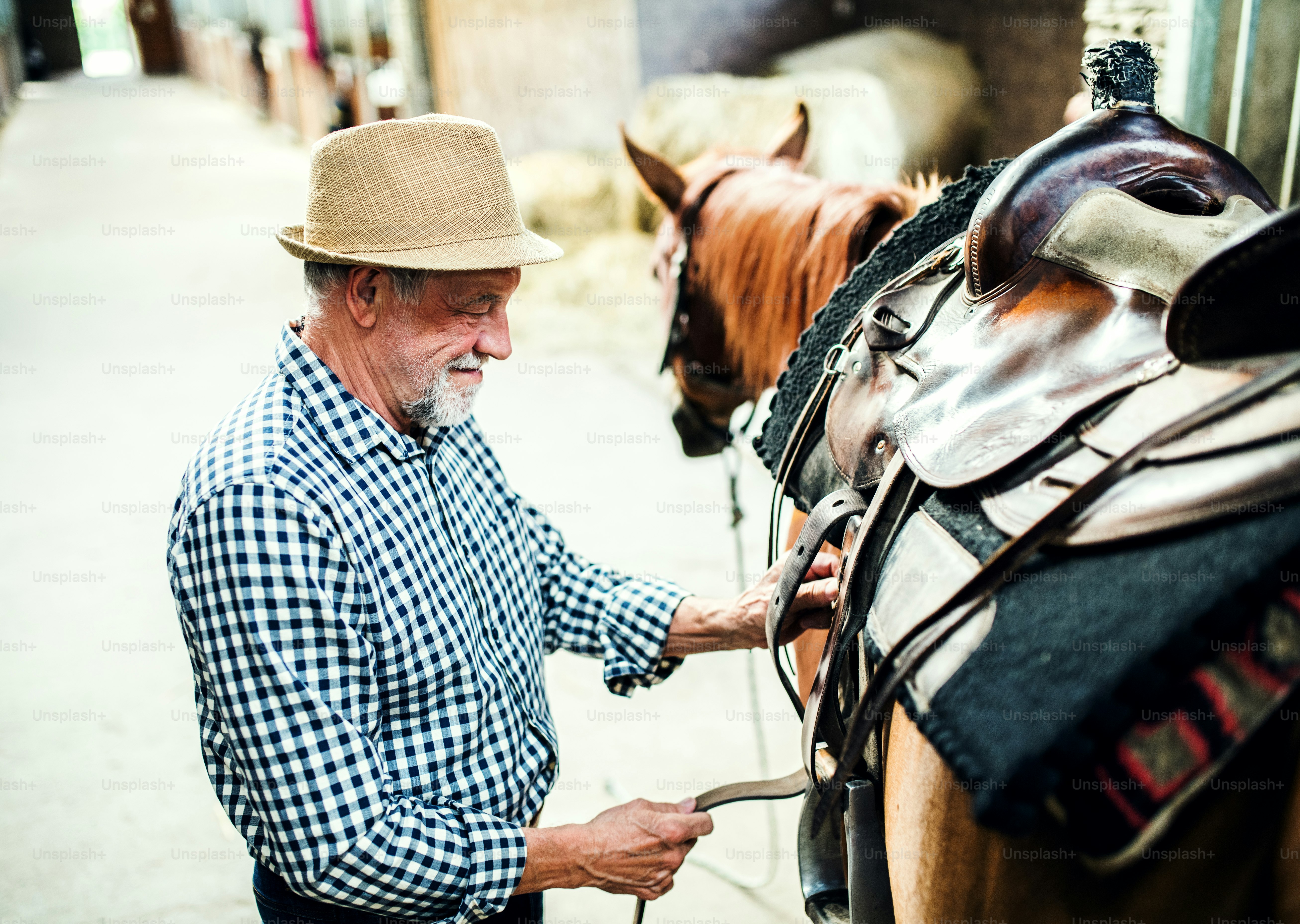 A senior man with a hat putting a saddle on a horse in a stable ...