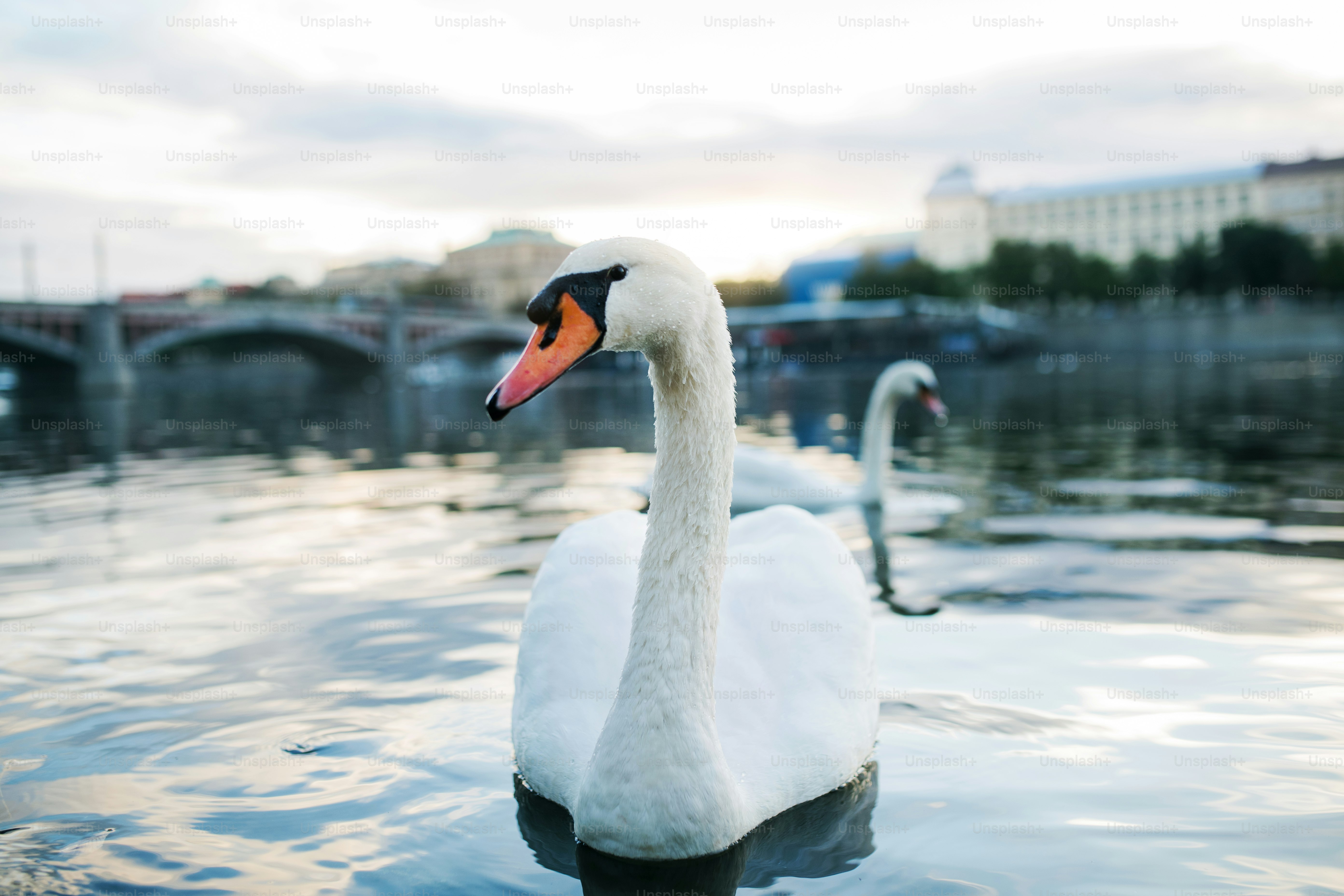 Un hermoso cisne blanco nadando en el río Moldava en Praga. Espacio de ...