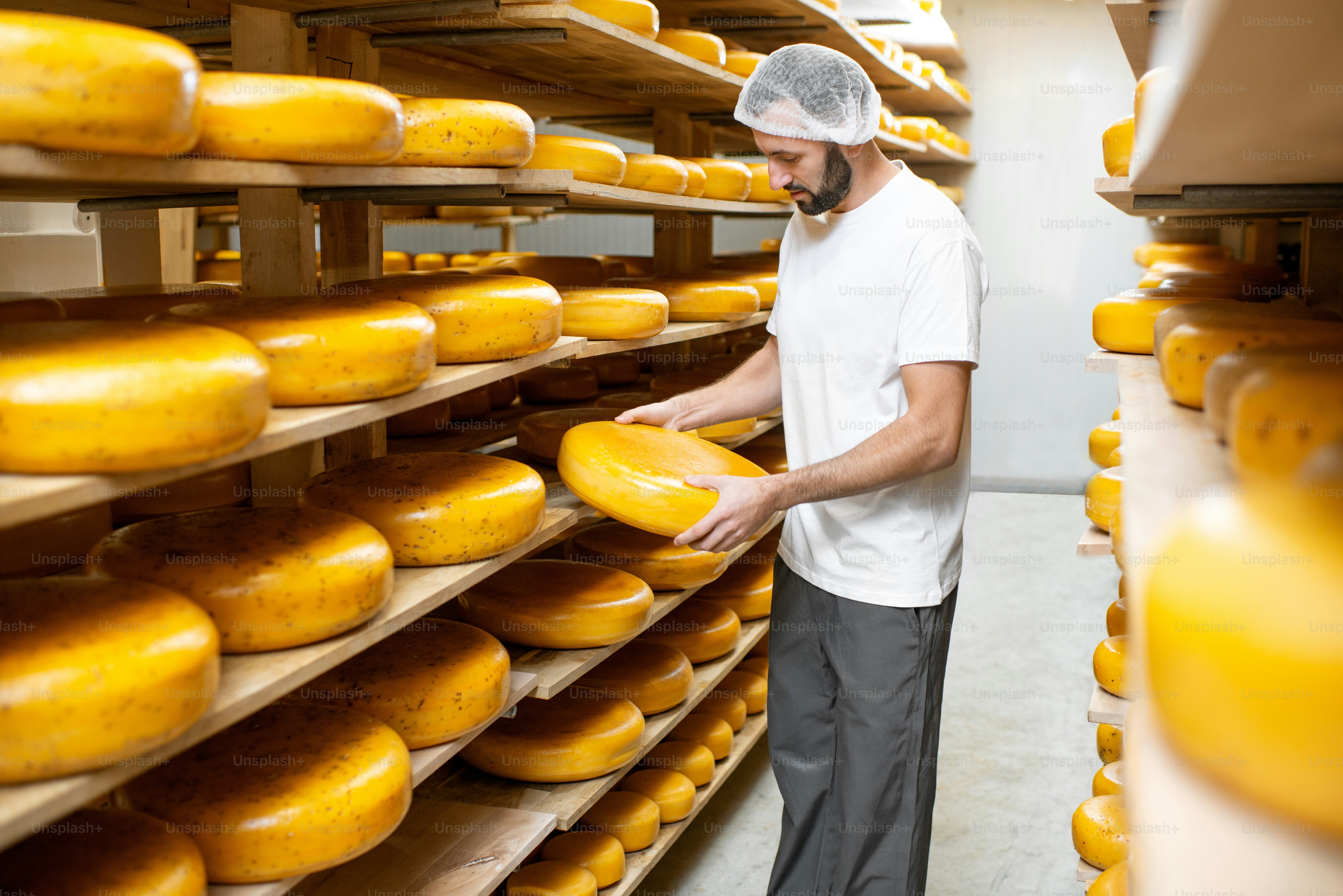 Worker taking cheese wheel at the storage during the cheese aging ...