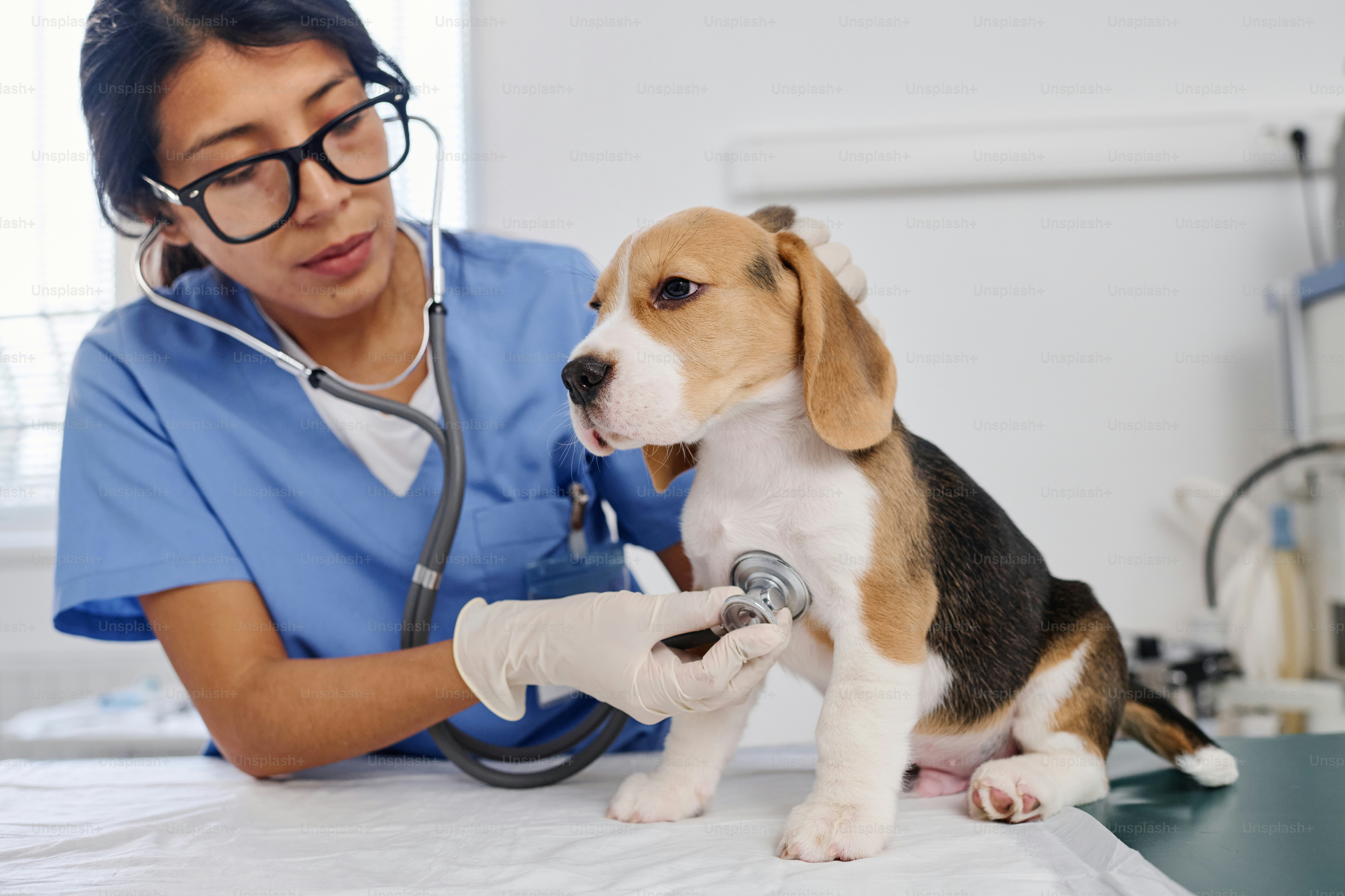 1000+ Veterinarian Pictures | Download Free Images on Unsplash
