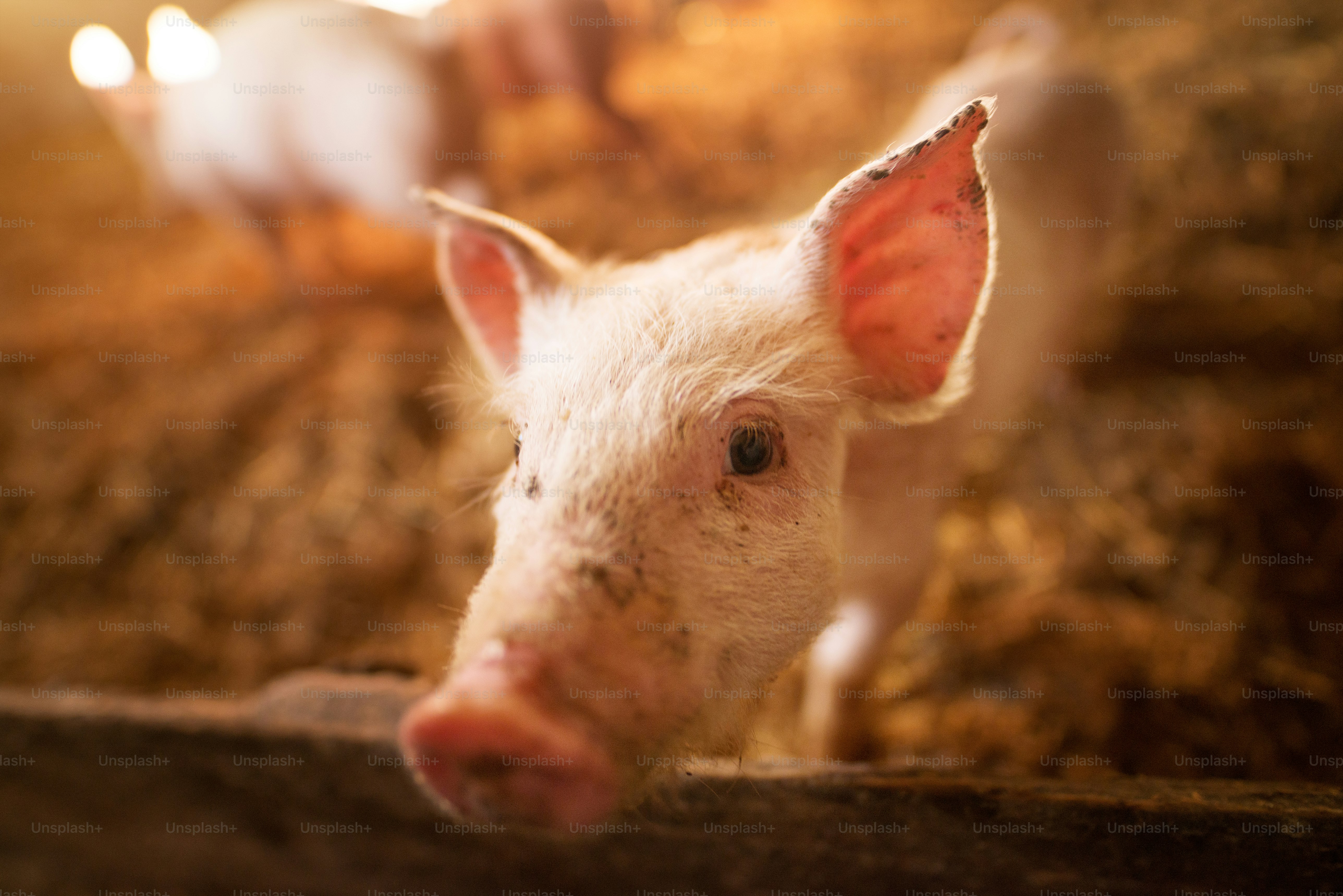 A small piglet in the farm. Swine in a stall. Shallow depth of field ...