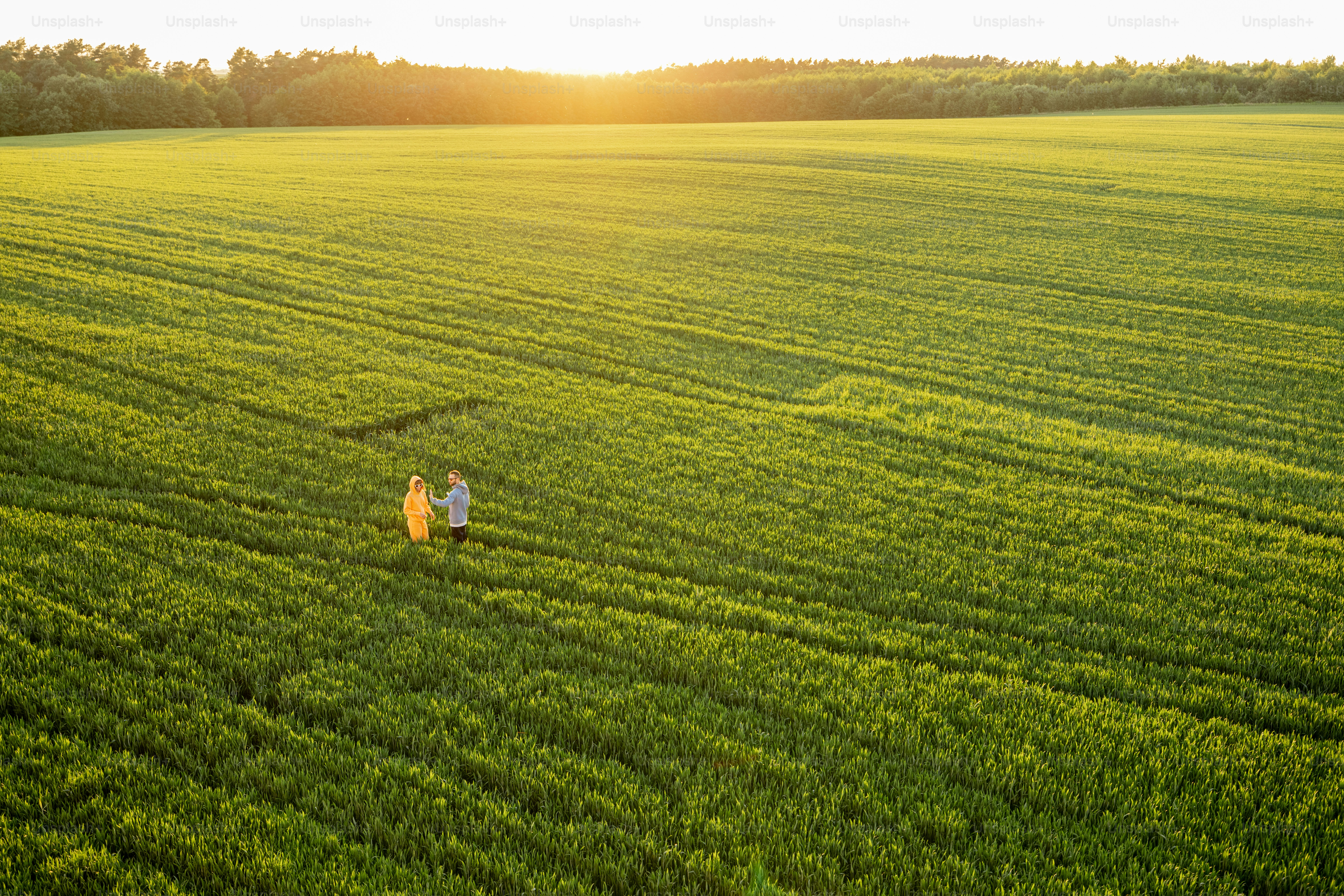 Aerial view on green wheat field with couple walking on pathway on ...