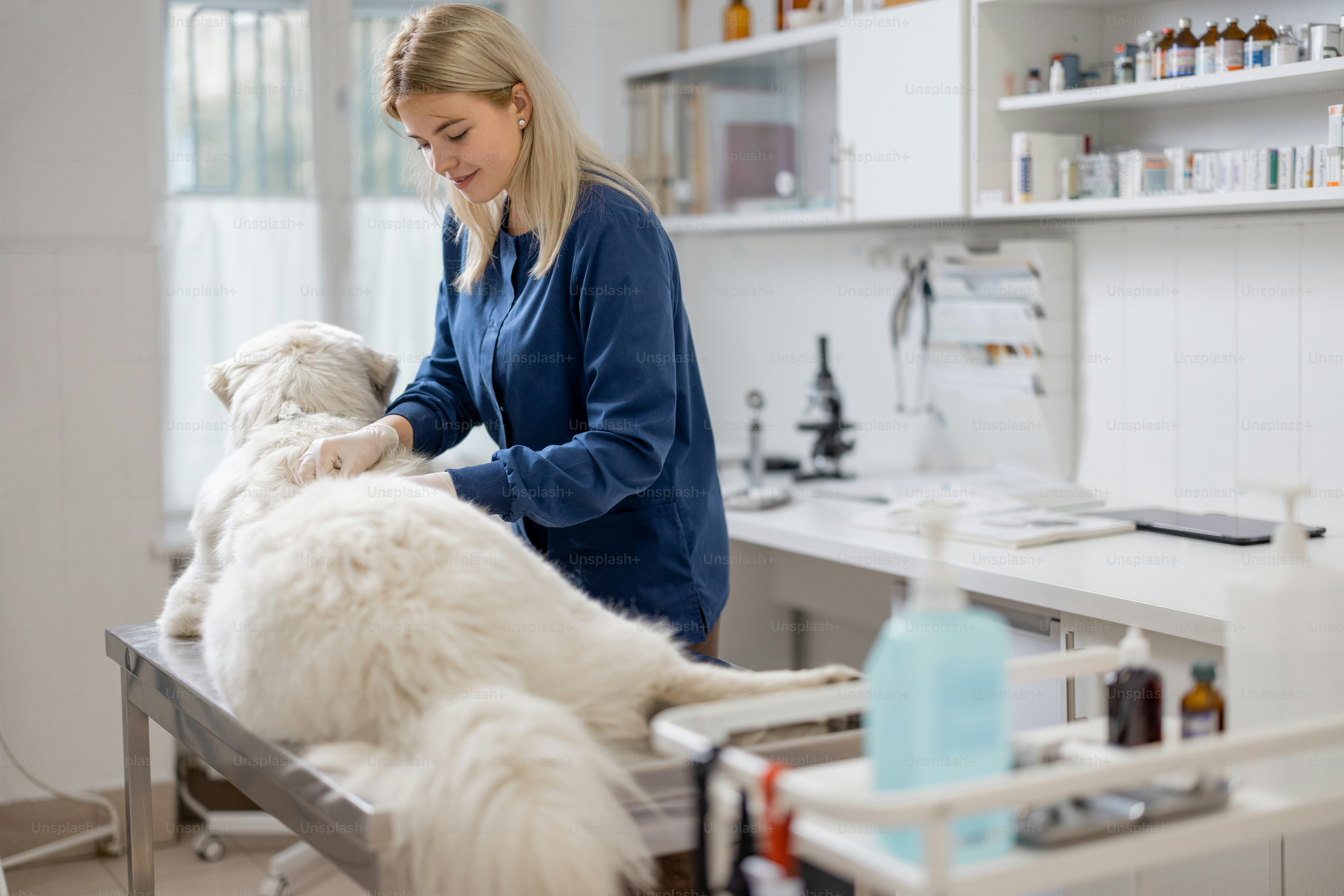 Female veterinarian doctor examining big dog lying on the table in ...