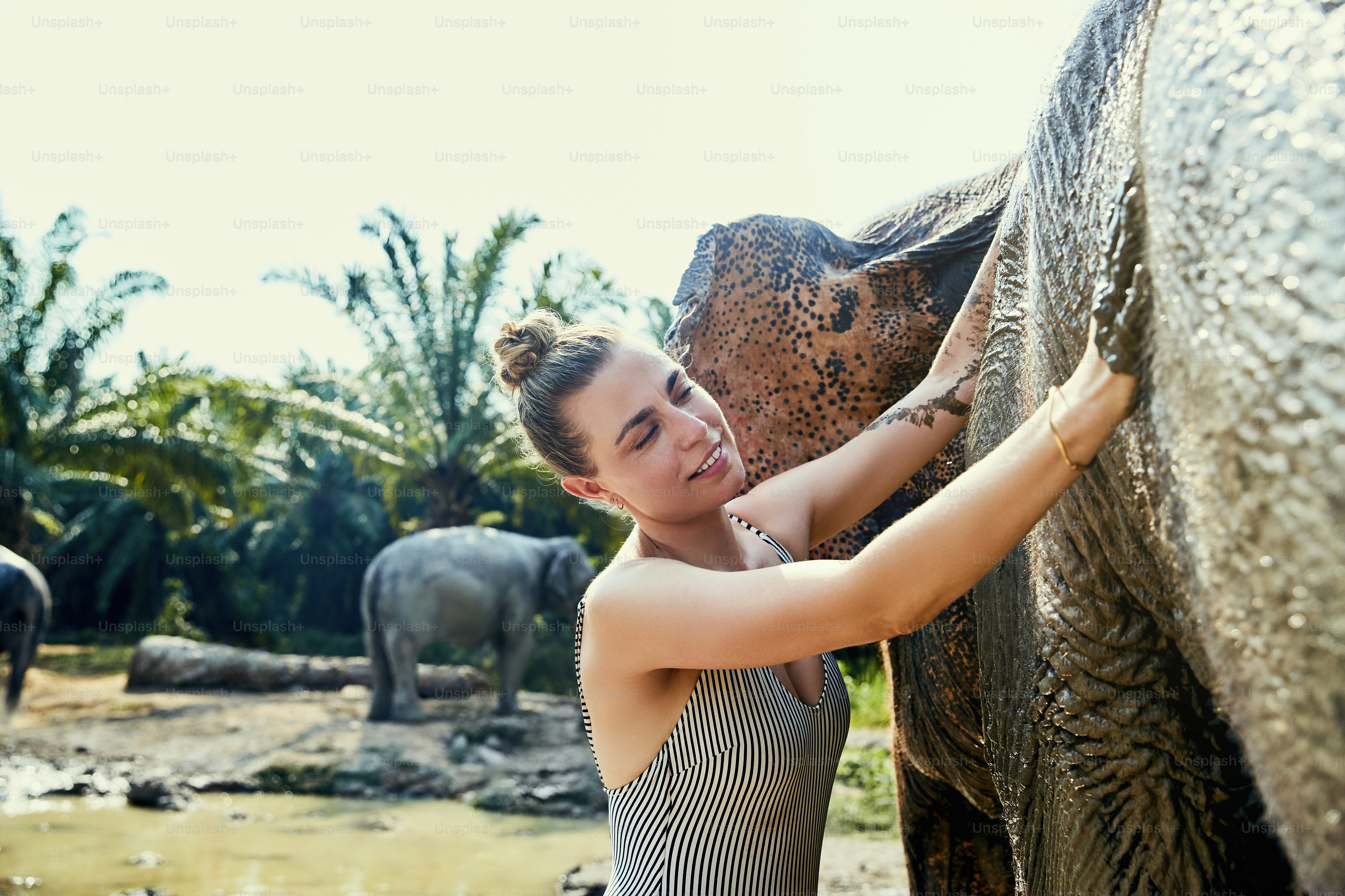 Smiling woman giving a large Asian elephant a mud bath in a river at an ...
