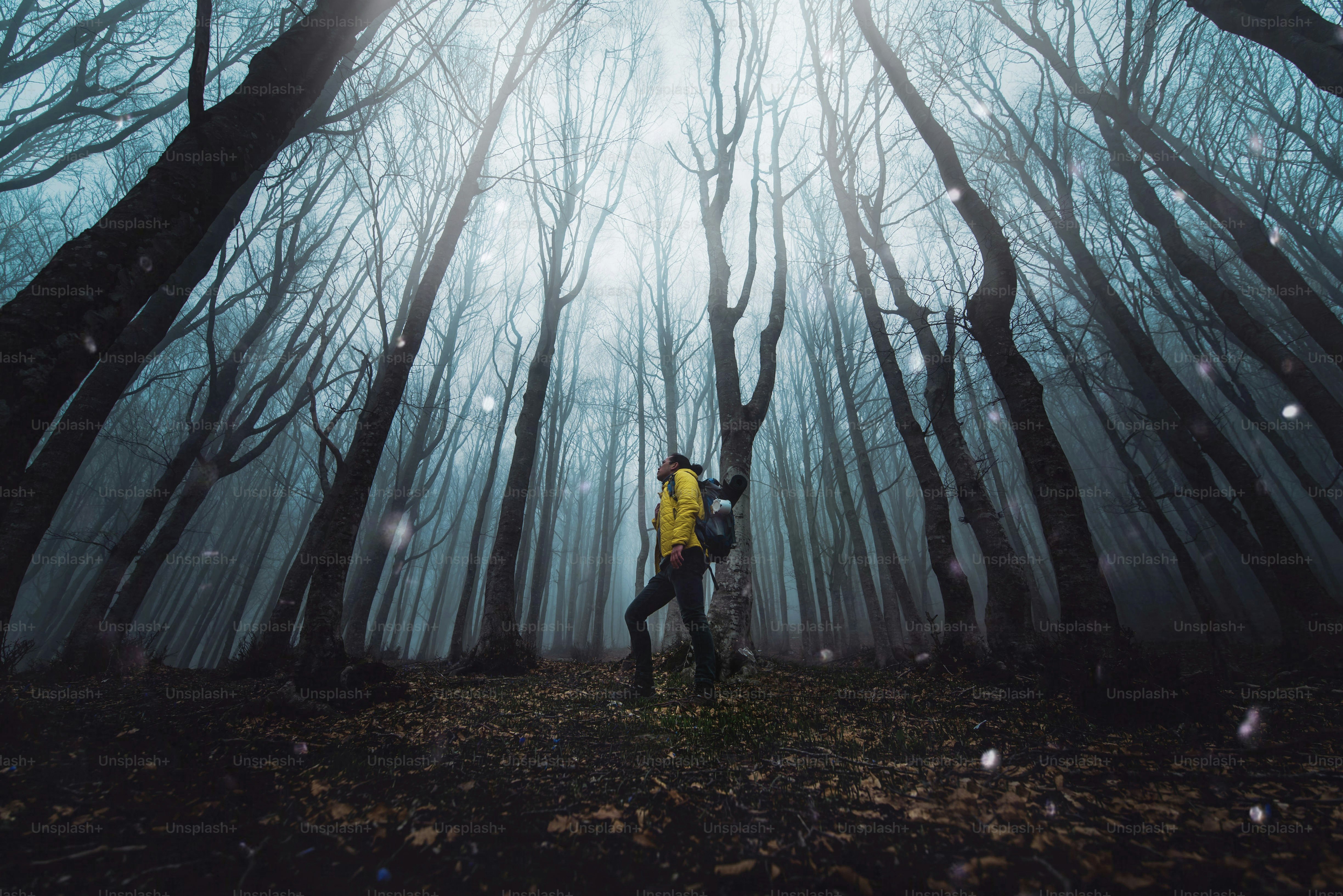 Forest Man Pictures | Download Free Images on Unsplash