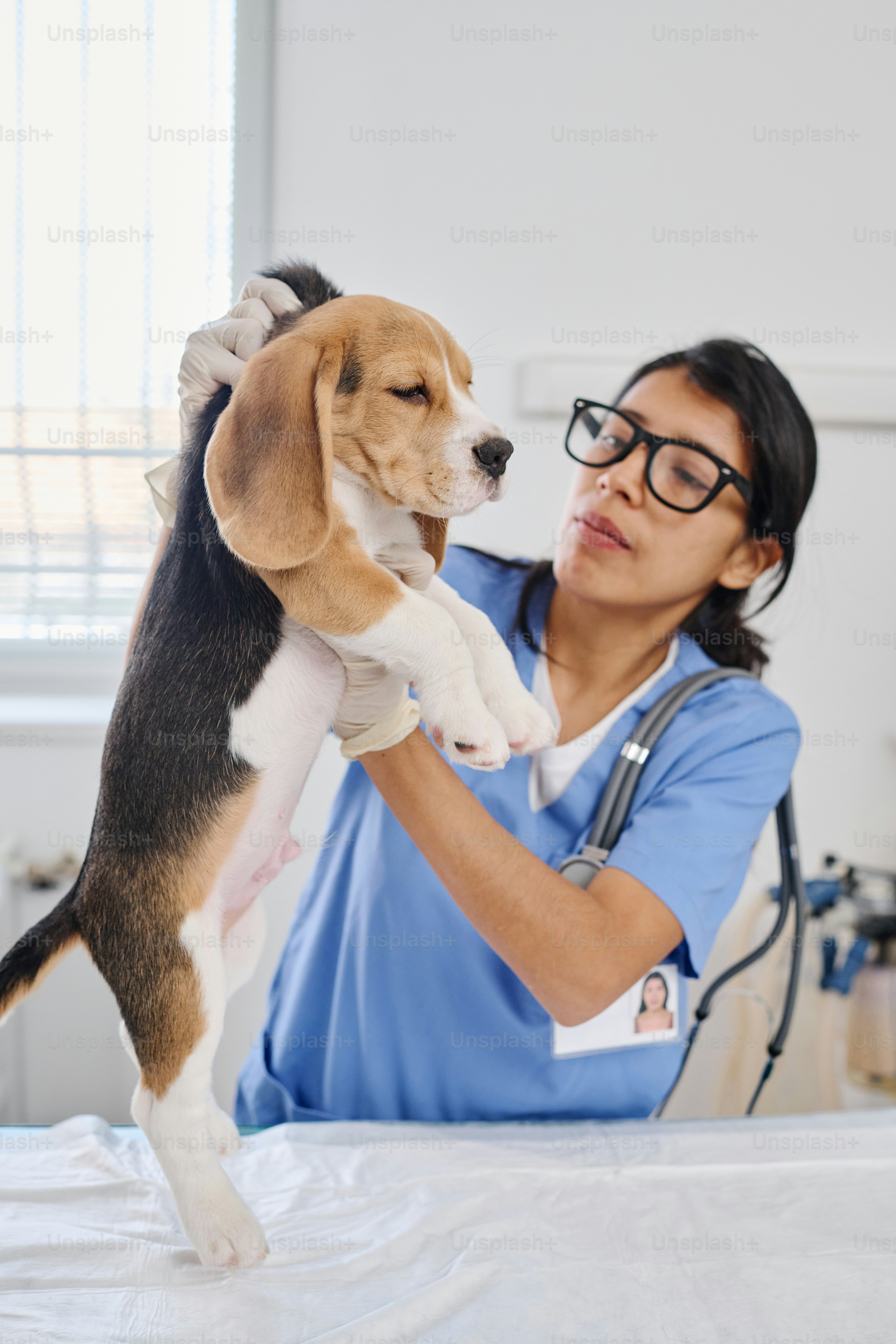 Professional veterinarian holding beagle puppy by scruff palpating its ...