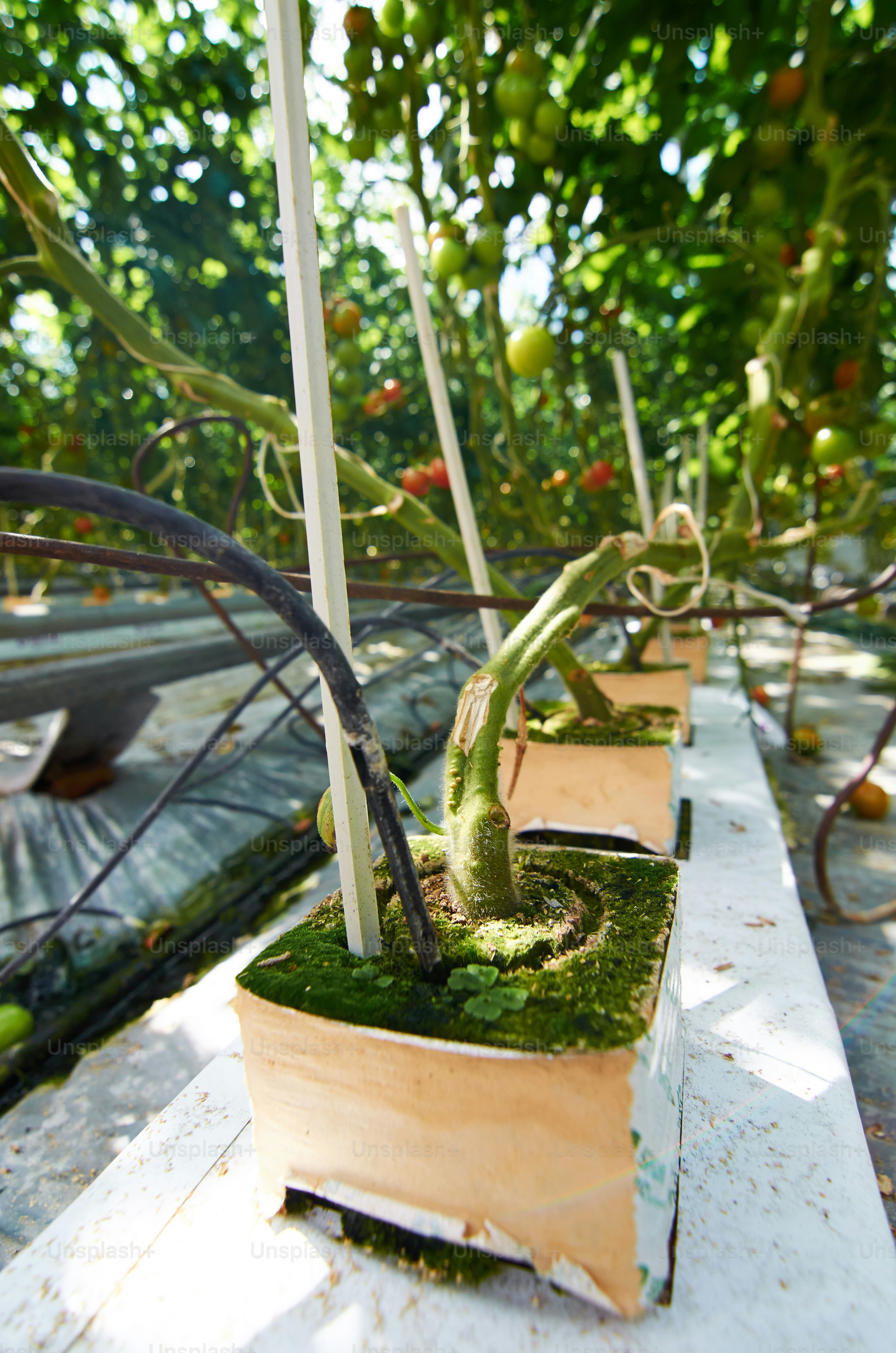 Part of contemporary glasshouse with boxes where tomatoes grow photo – Horticulture Image on ...