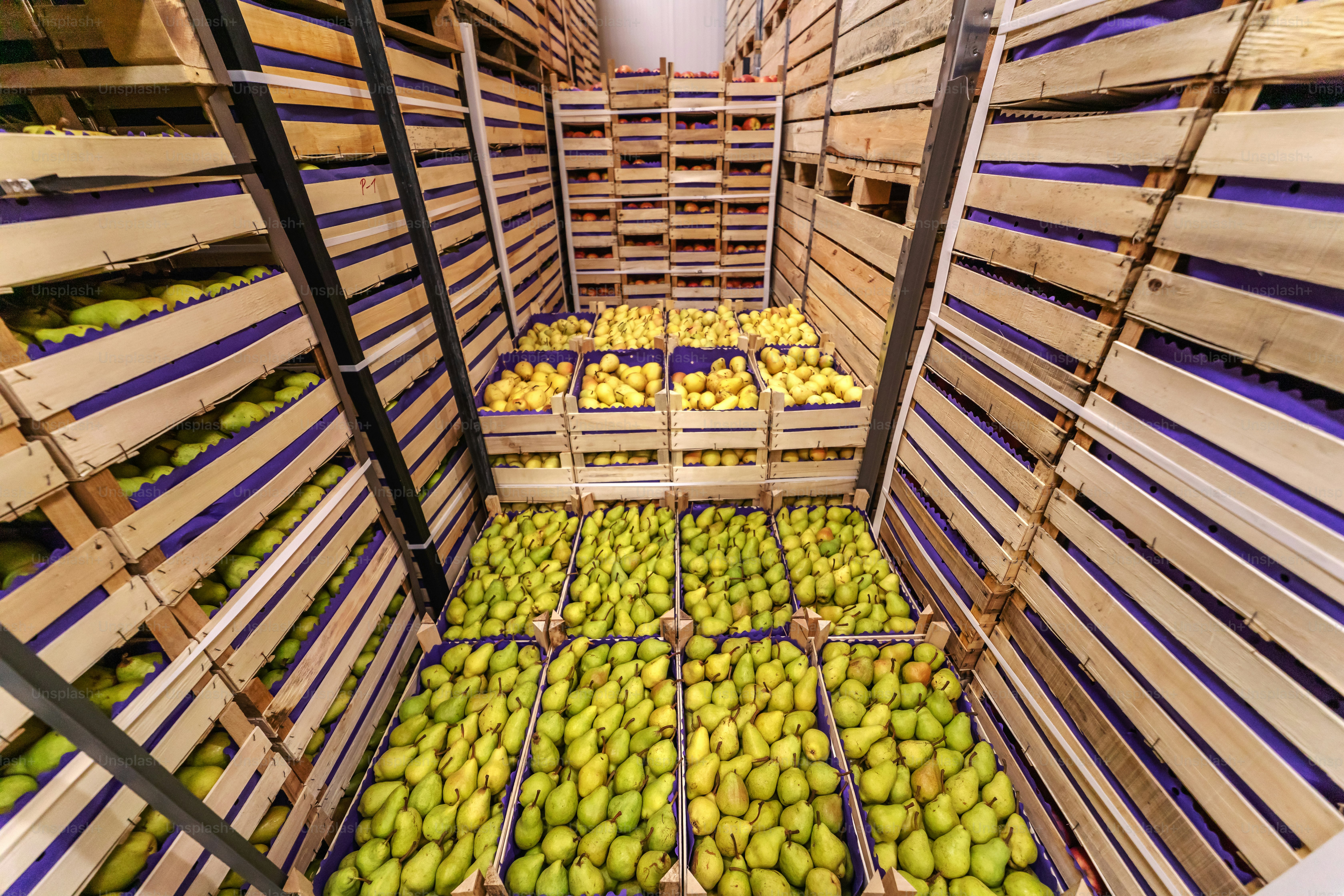 Pears in crates ready for shipping. Cold storage interior. photo ...