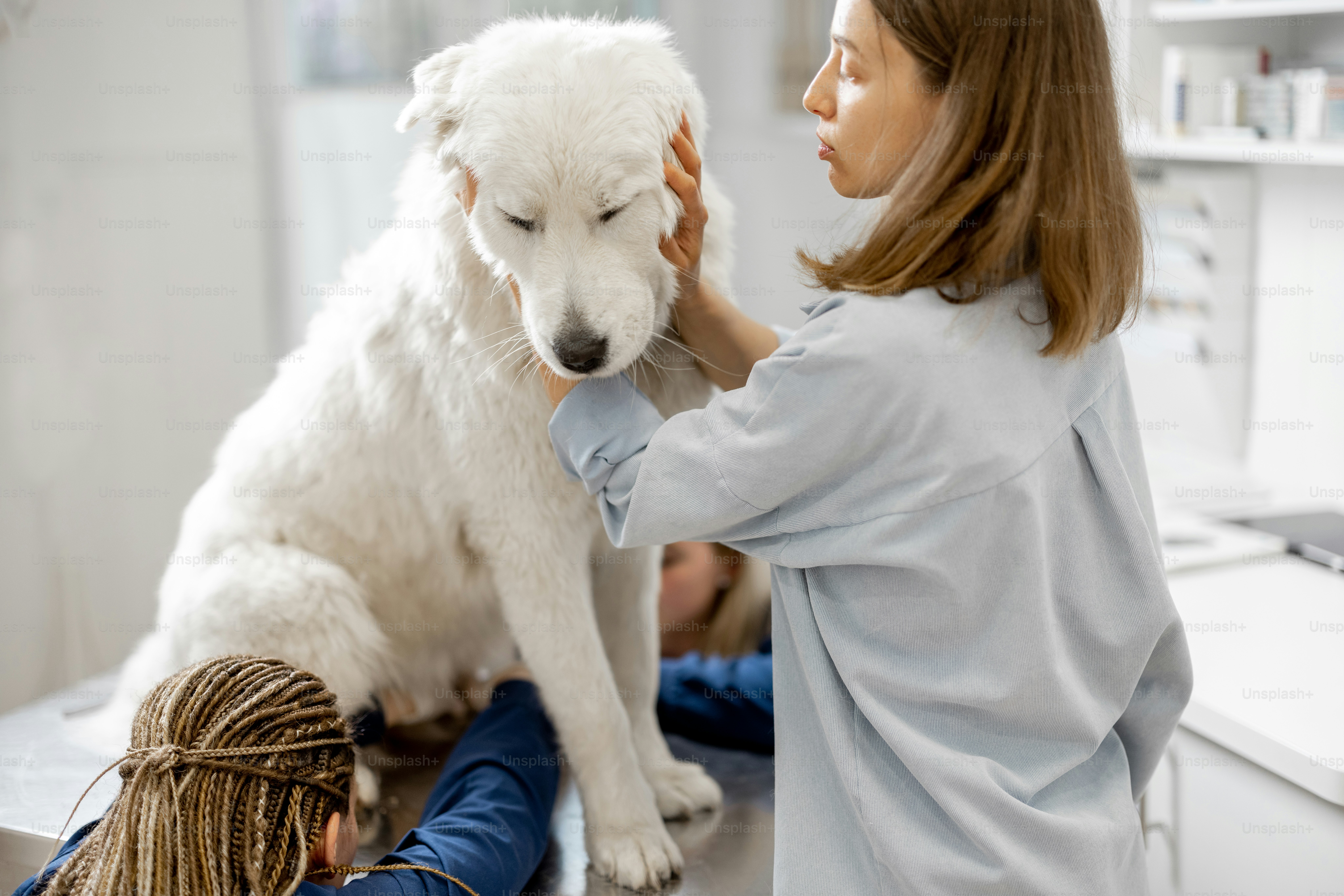 Prendre Soin Des Animaux Photos | Télécharger des images gratuites sur ...